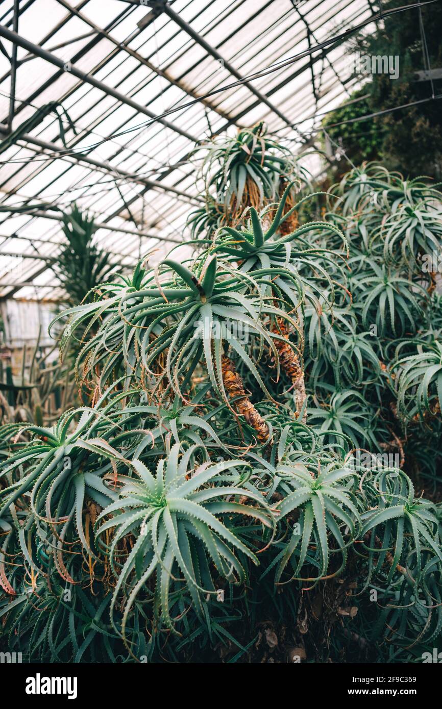 tropical plants in the greenhouse Stock Photo - Alamy