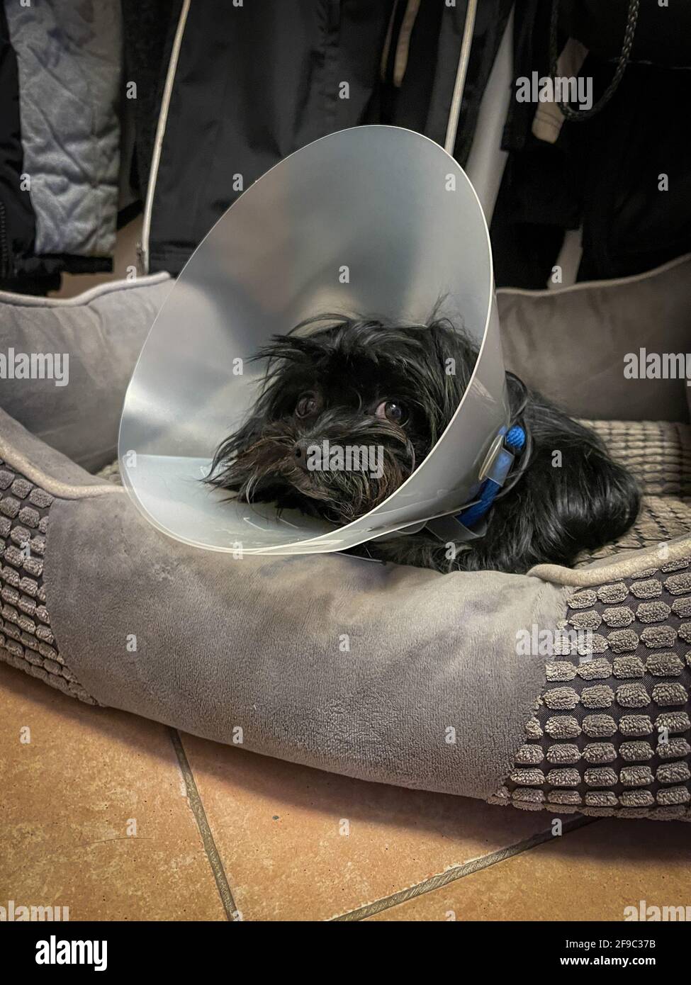 a black bolonka dog is lying in a dog basket with a neck brace Stock ...
