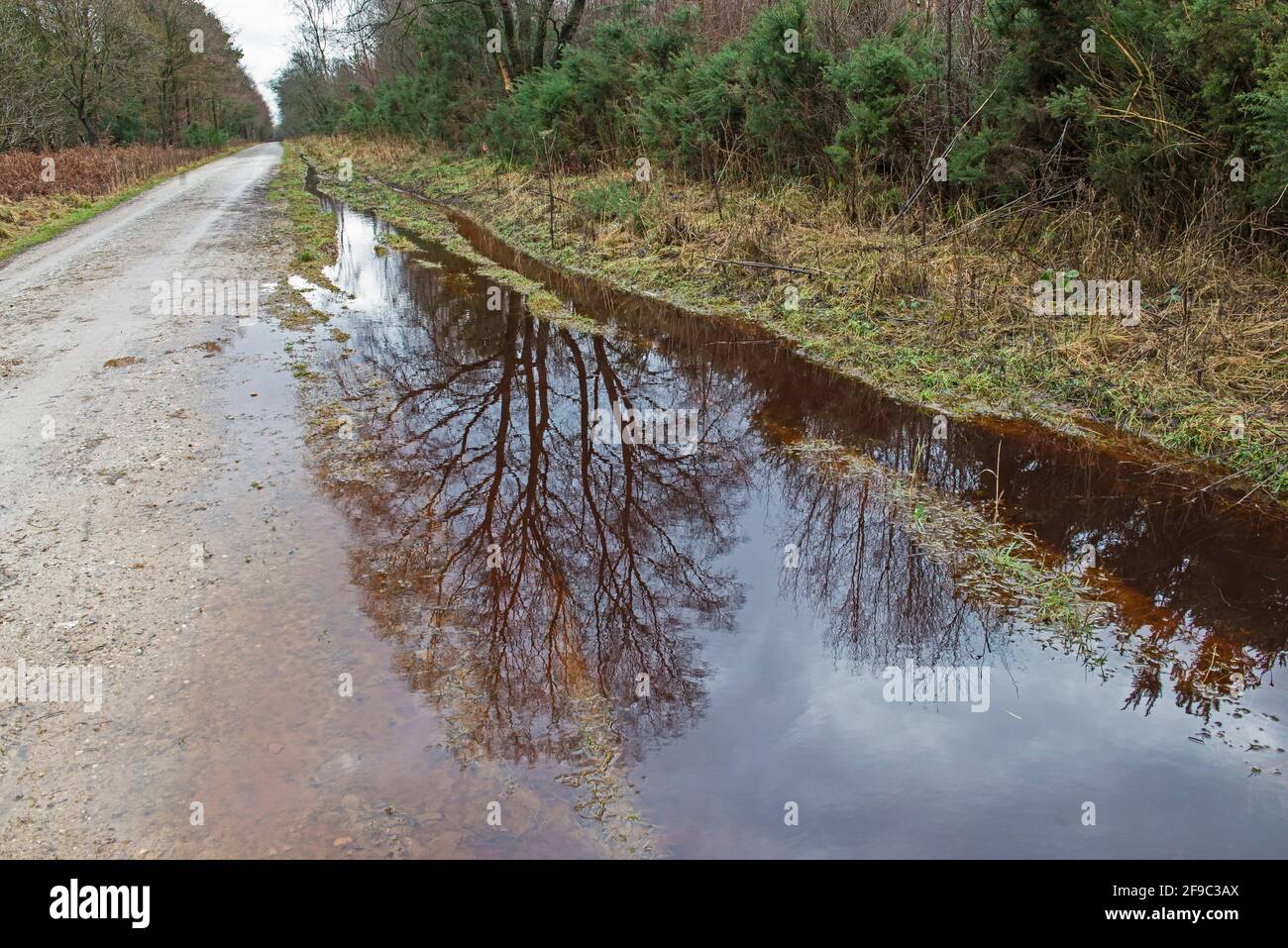 Puddle forest hi-res stock photography and images - Alamy
