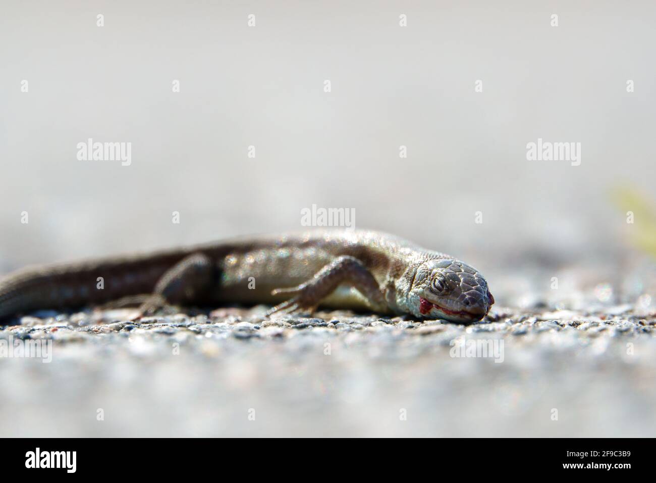 a lizard lies sleeping on the warm asphalt of a road Stock Photo - Alamy