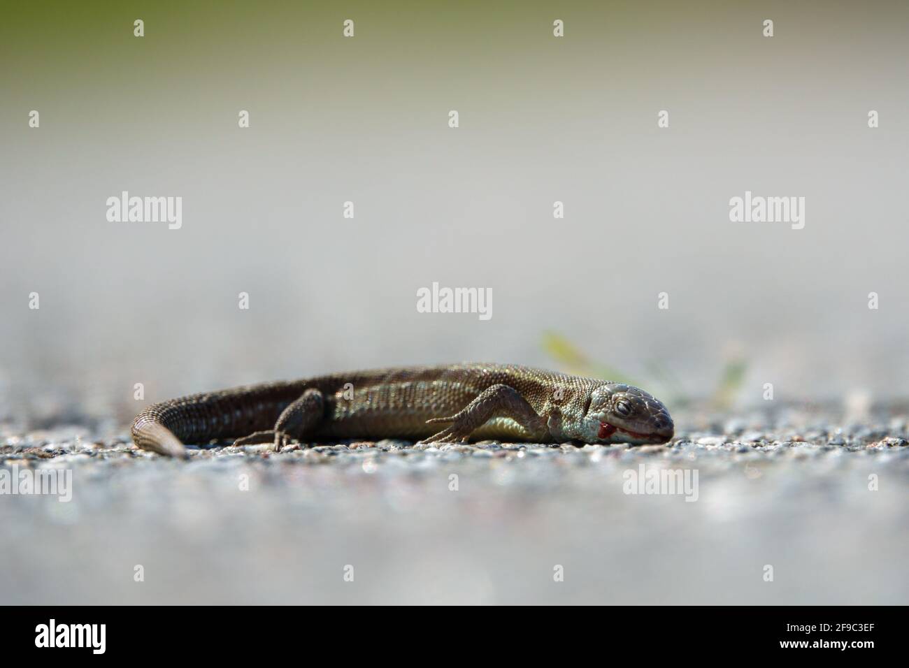 Dragon lizard cute cartoon character hi-res stock photography and ...