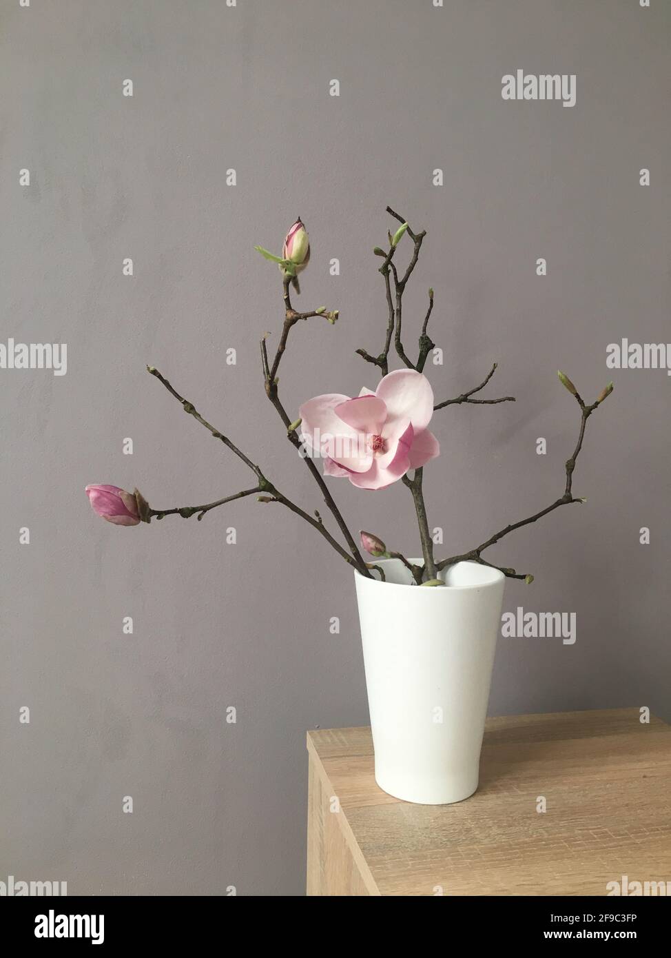 Twigs with a blooming magnolia bud in a white vase in the interior ...