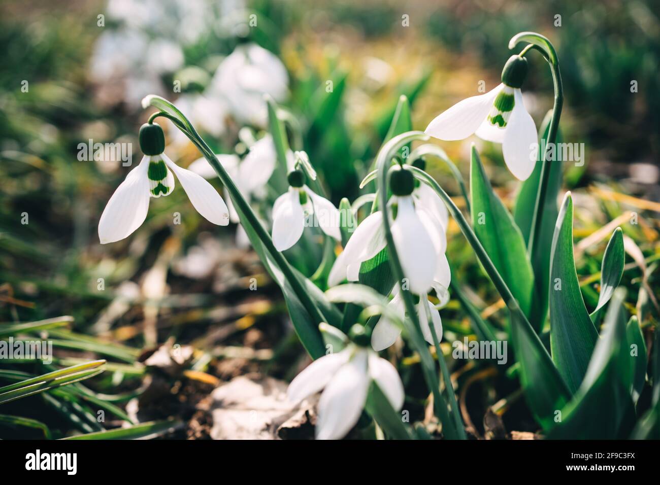 Potted plant of snowdrops hi-res stock photography and images - Alamy
