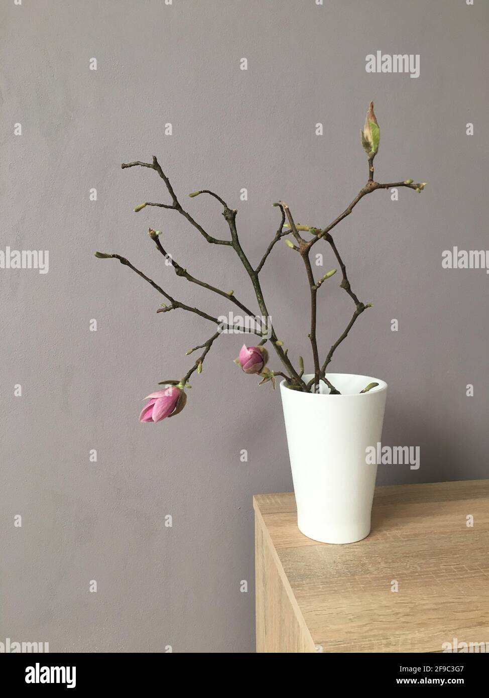 Twigs with magnolia buds in a white vase in the interior Stock Photo ...