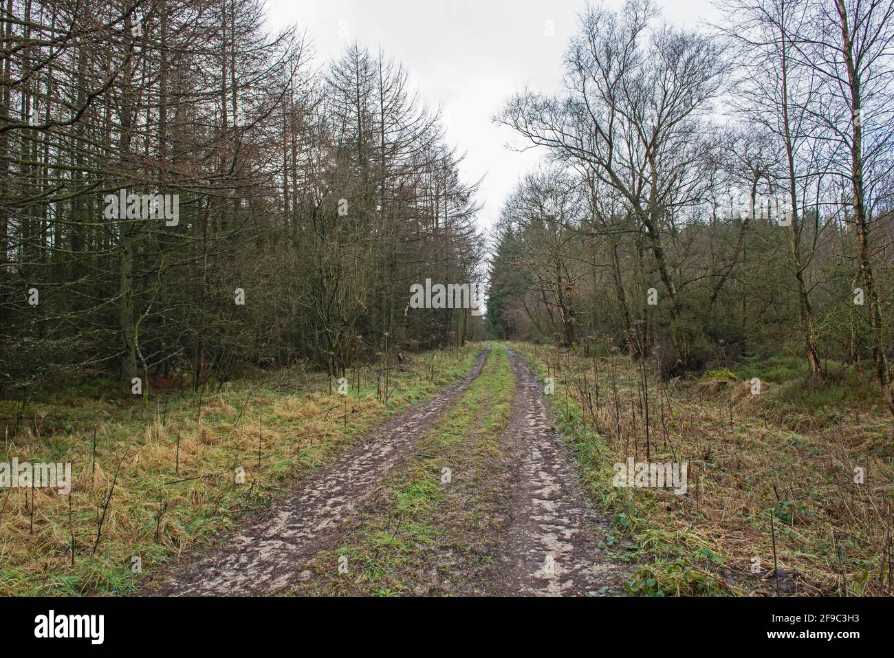 Track through vegetation hi-res stock photography and images - Alamy