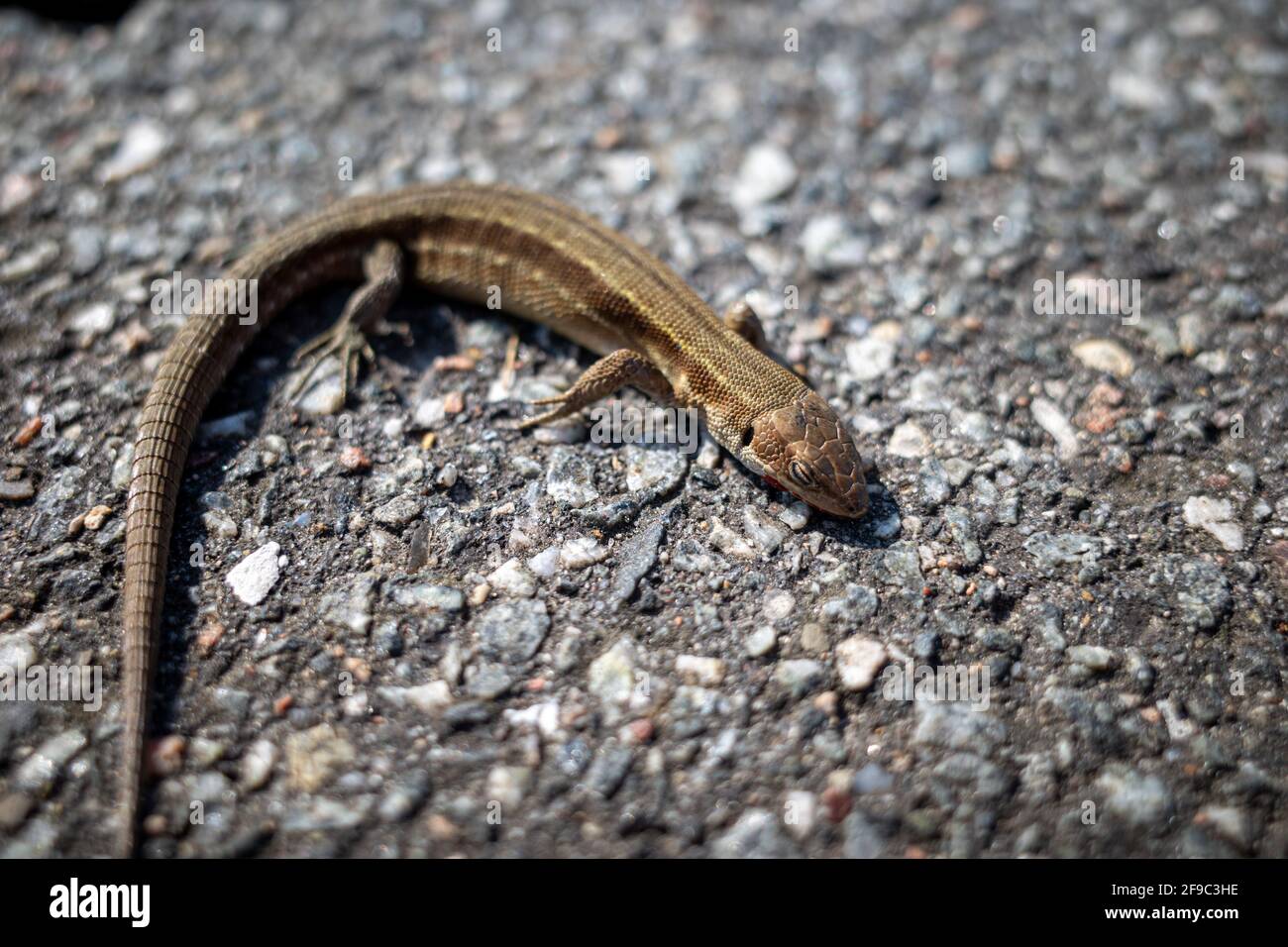 a lizard lies sleeping on the warm asphalt of a road Stock Photo - Alamy