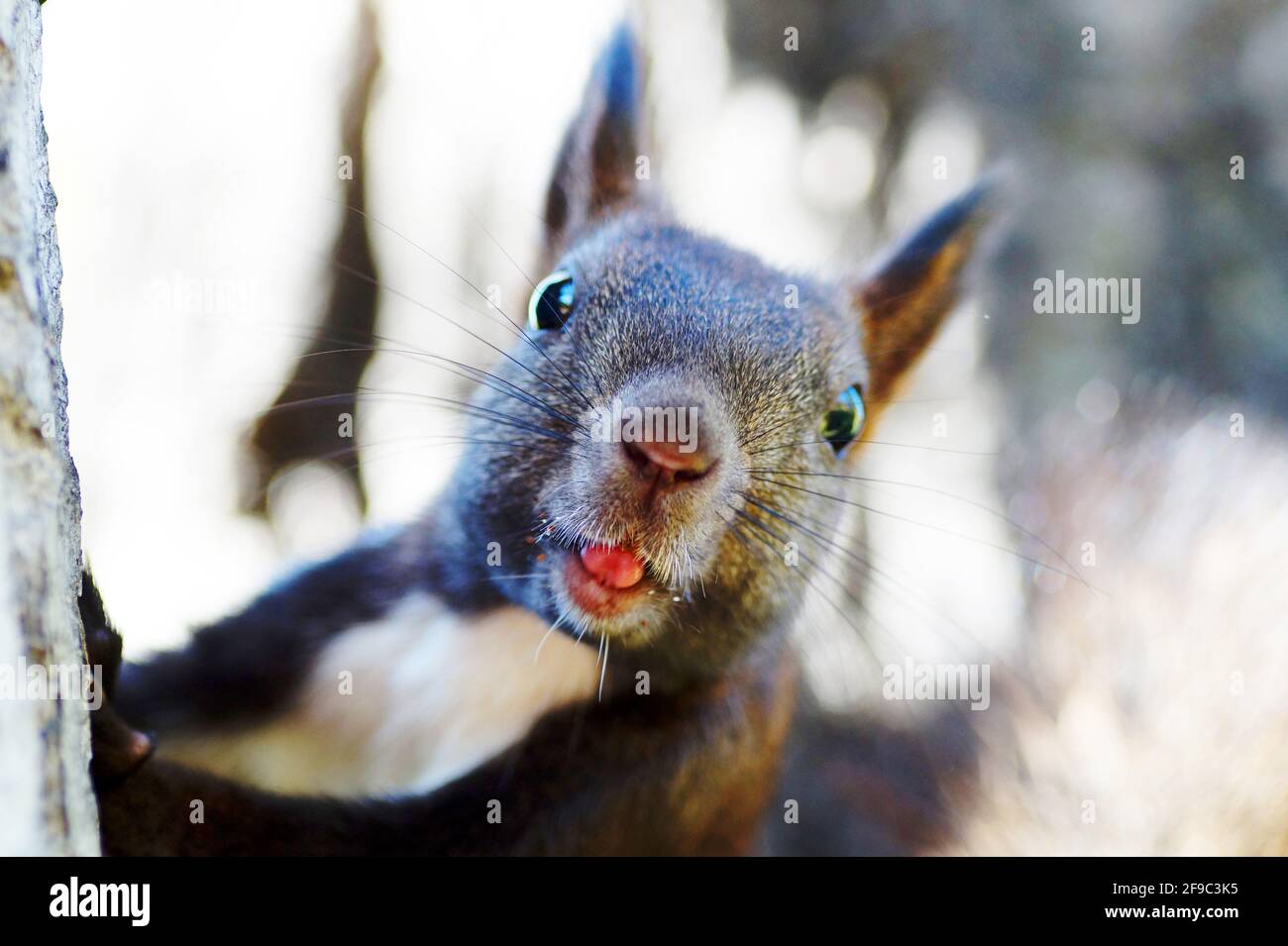 The squirrel stares intently at the camera Stock Photo - Alamy