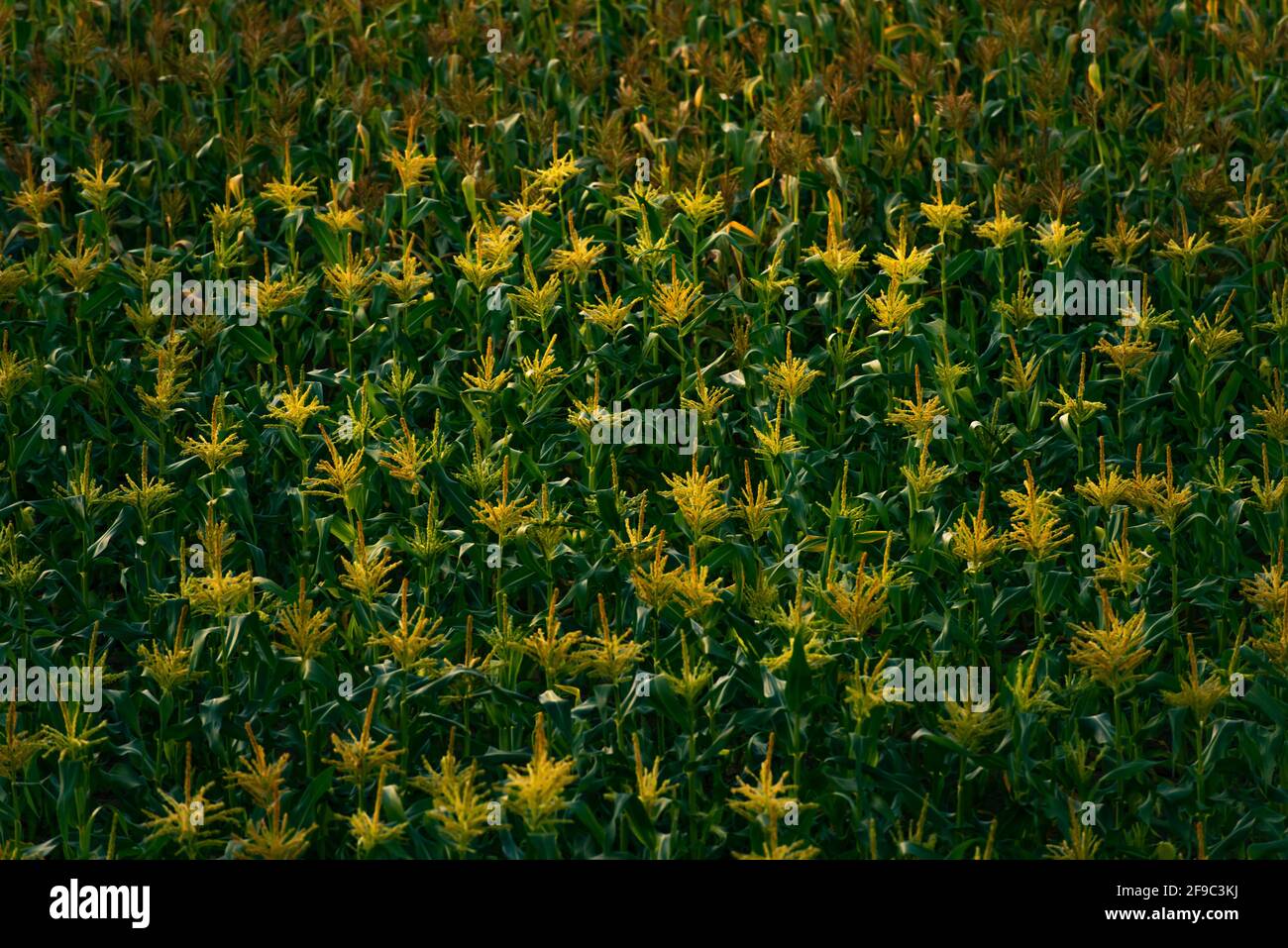 Cornfield texture hi-res stock photography and images - Alamy