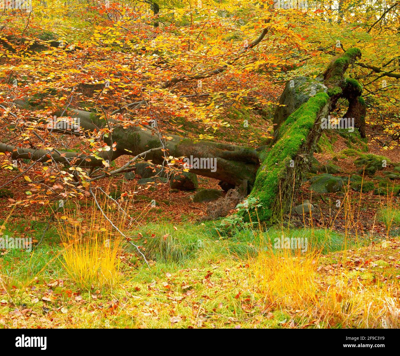 Roots ground large fallen hi-res stock photography and images - Alamy