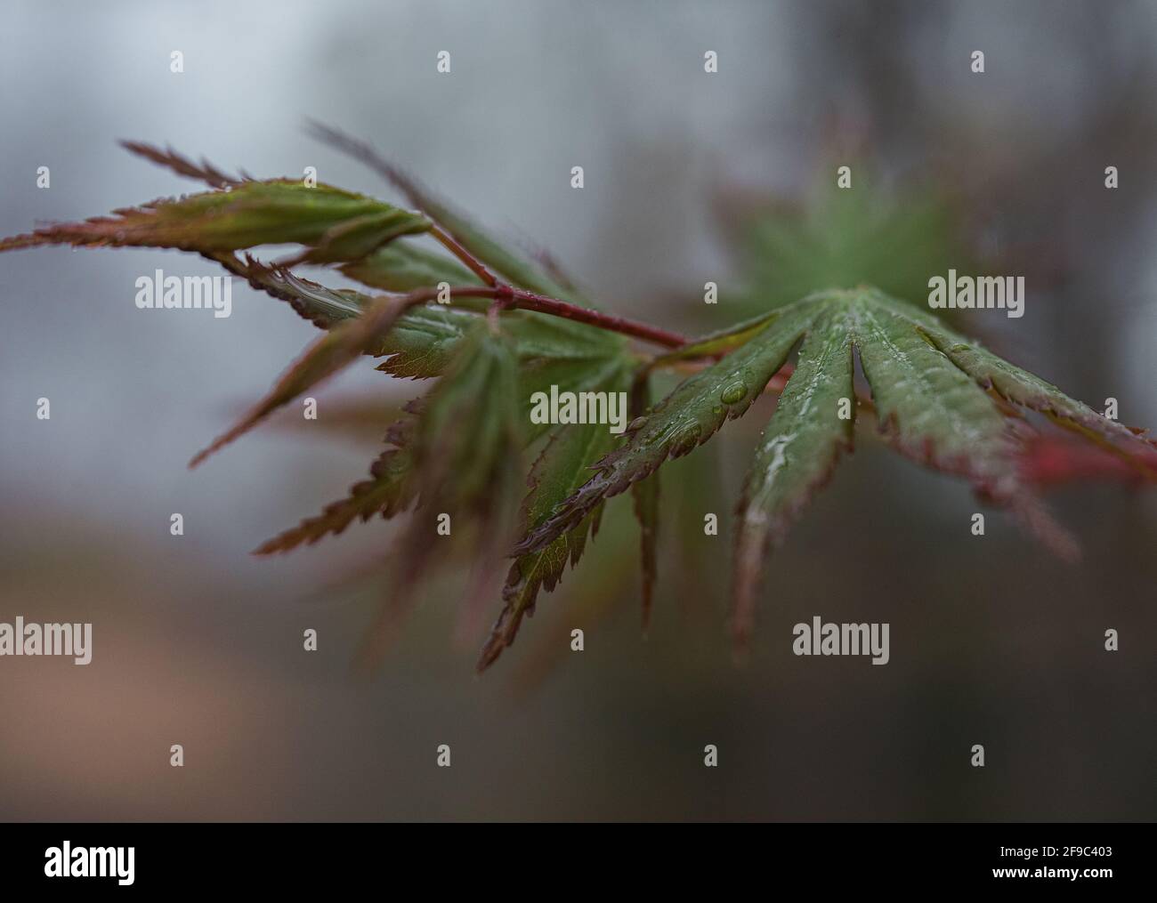 green and purple Japanese Maple leaf fine art Stock Photo - Alamy
