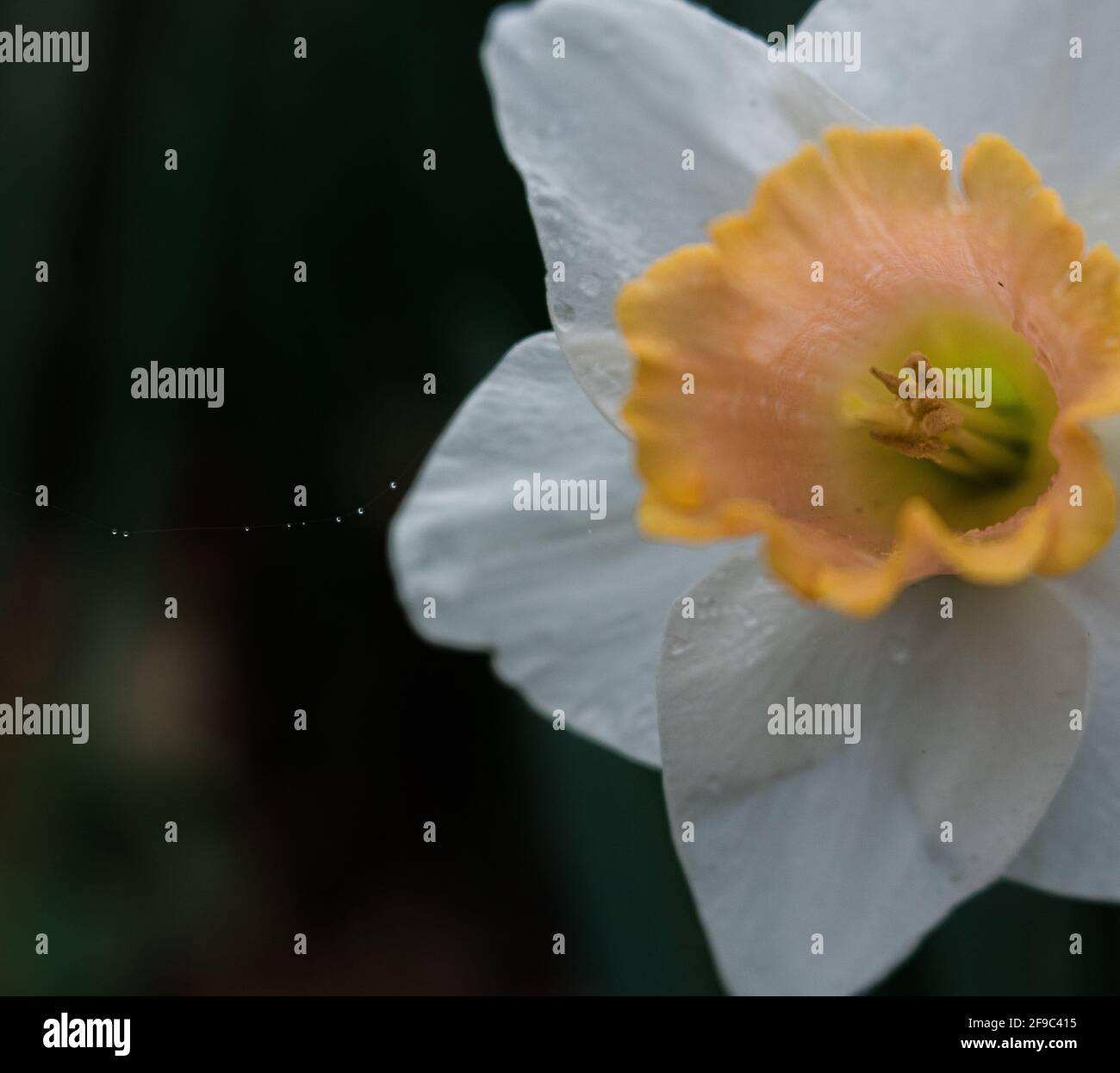 White anther hi-res stock photography and images - Alamy