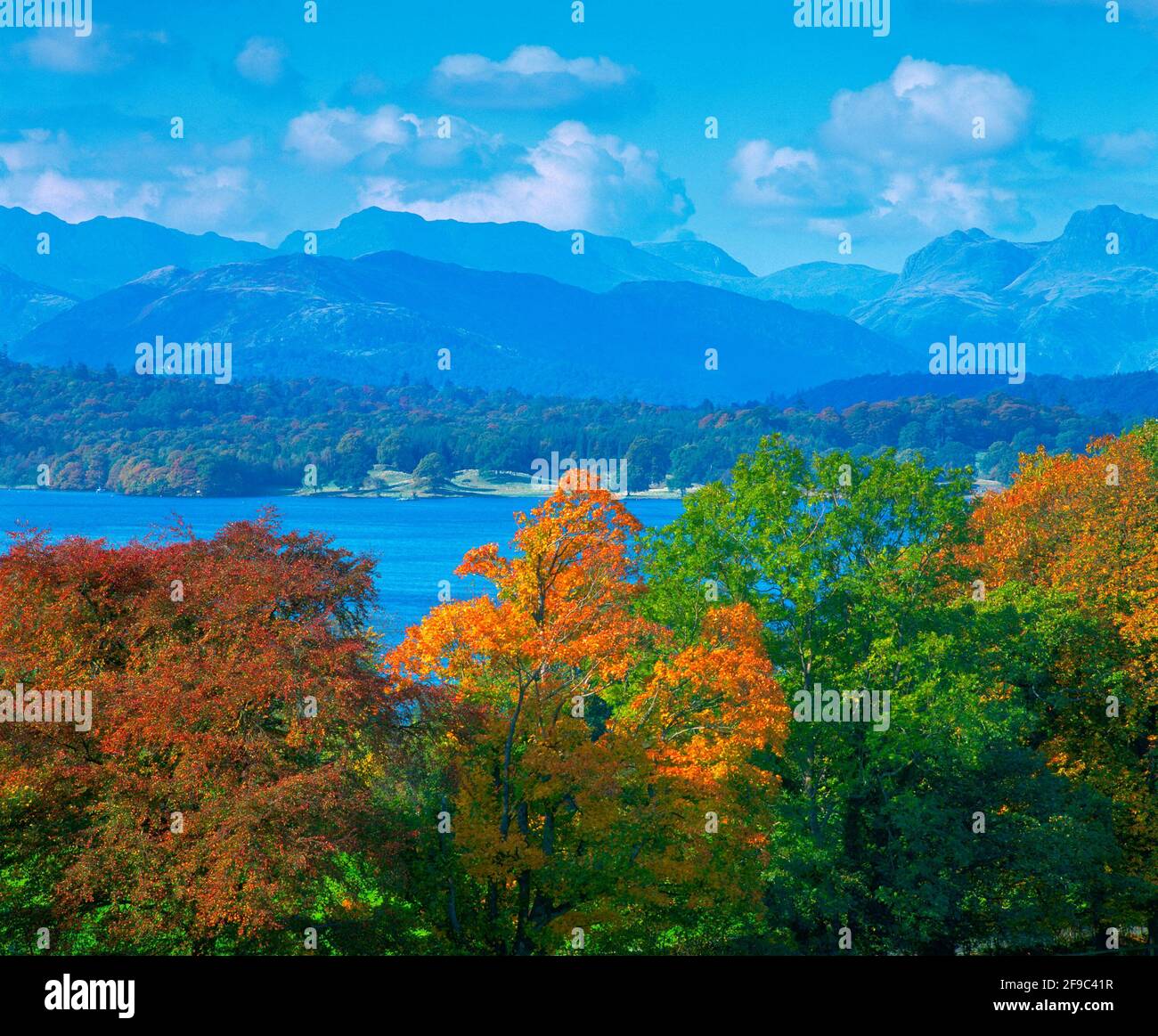 Claife forest hi-res stock photography and images - Alamy