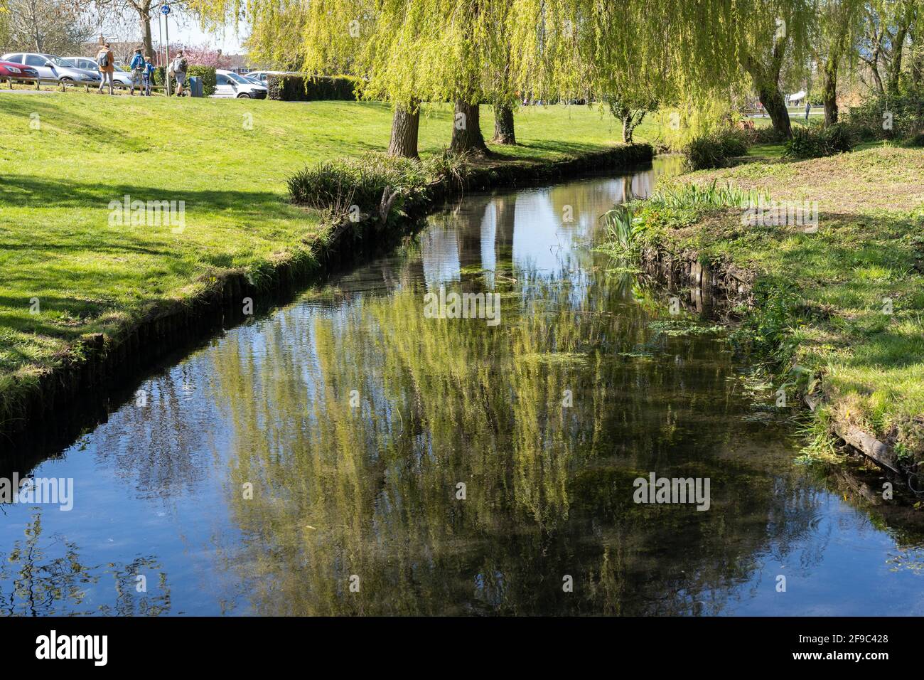Weeping willow trees (Salix babylonica) reflected in the river Loddon ...