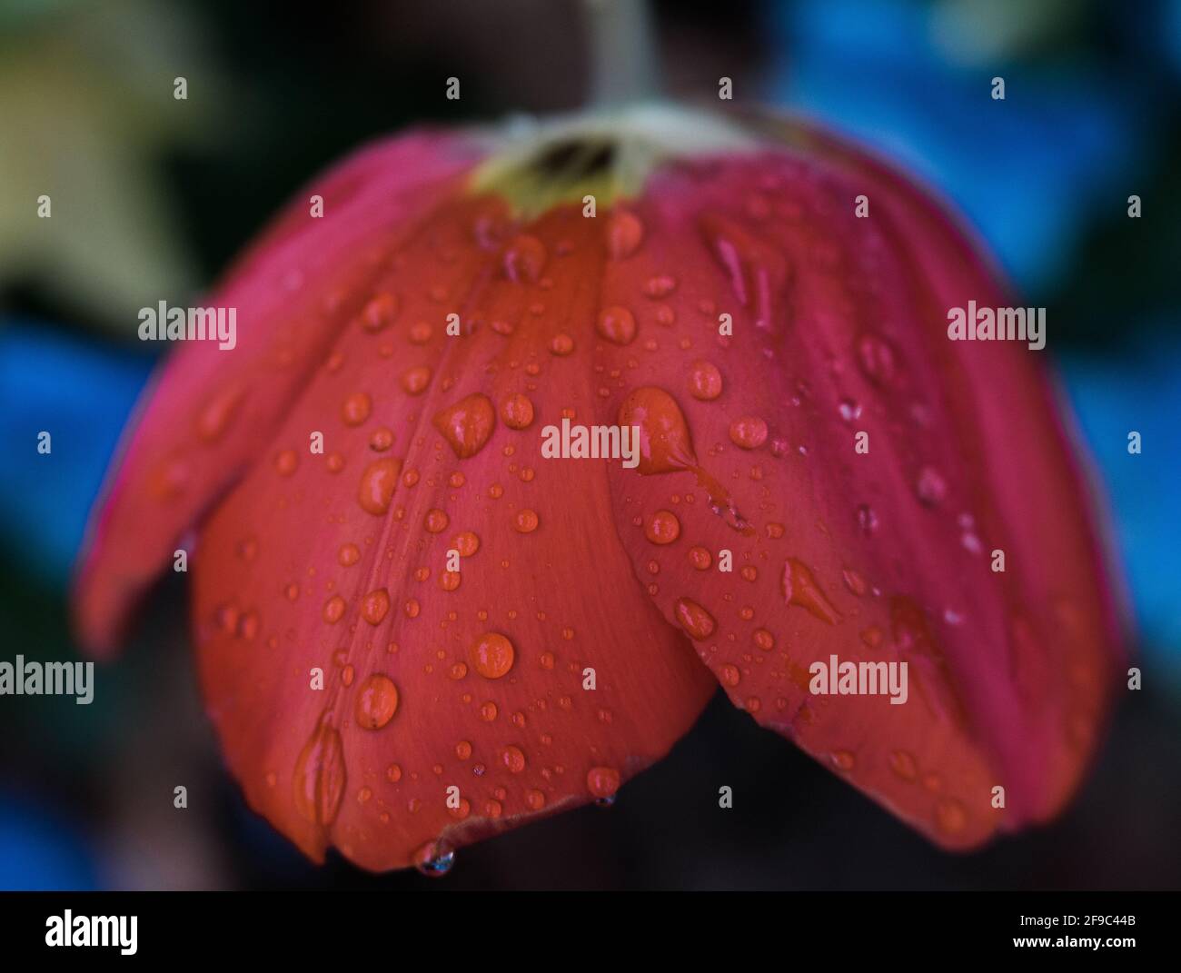 closeup vibrant red upside down tulip with rain drops Stock Photo - Alamy