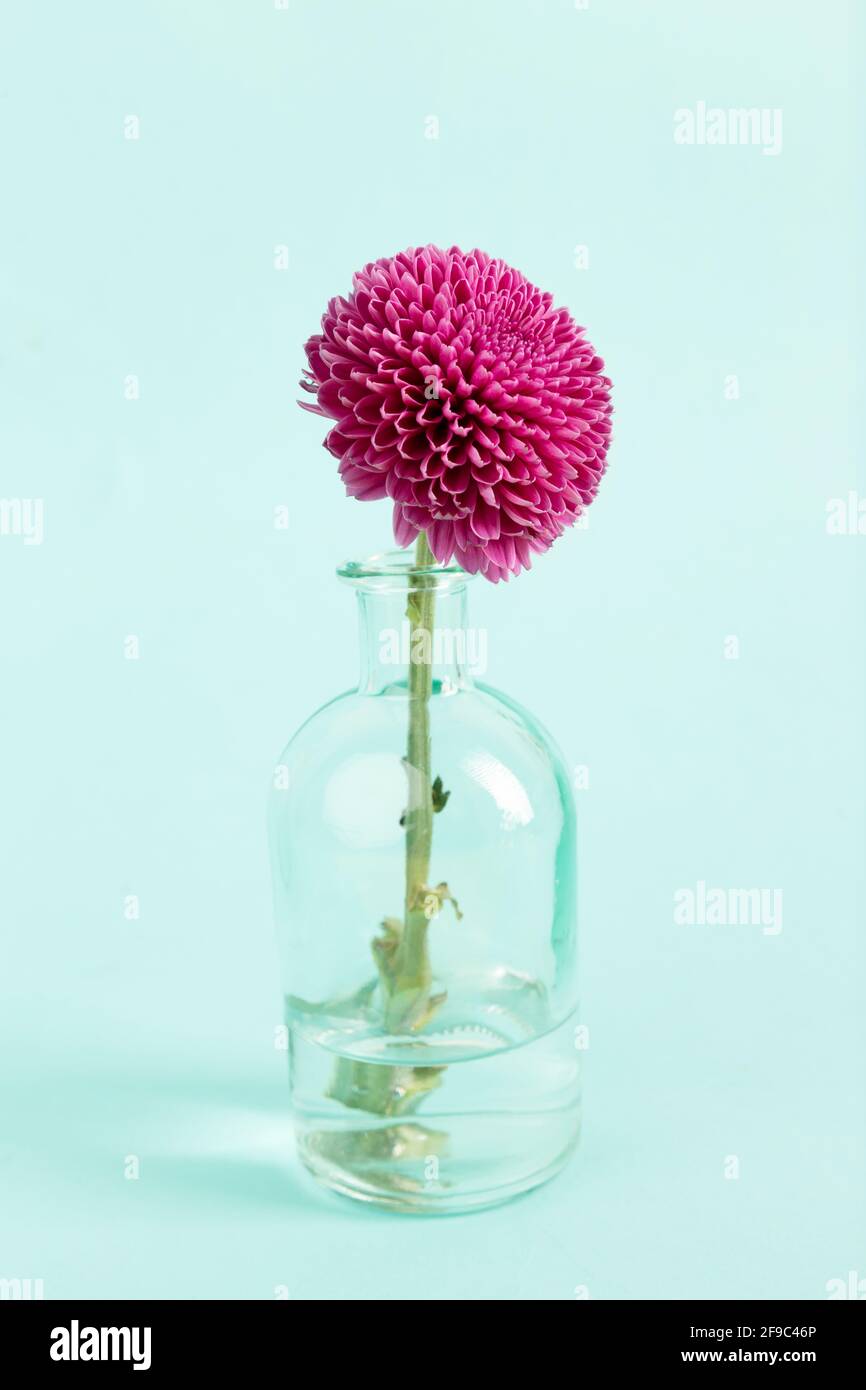 Minimalist, clean, modern, simple single flower in vase Stock Photo - Alamy