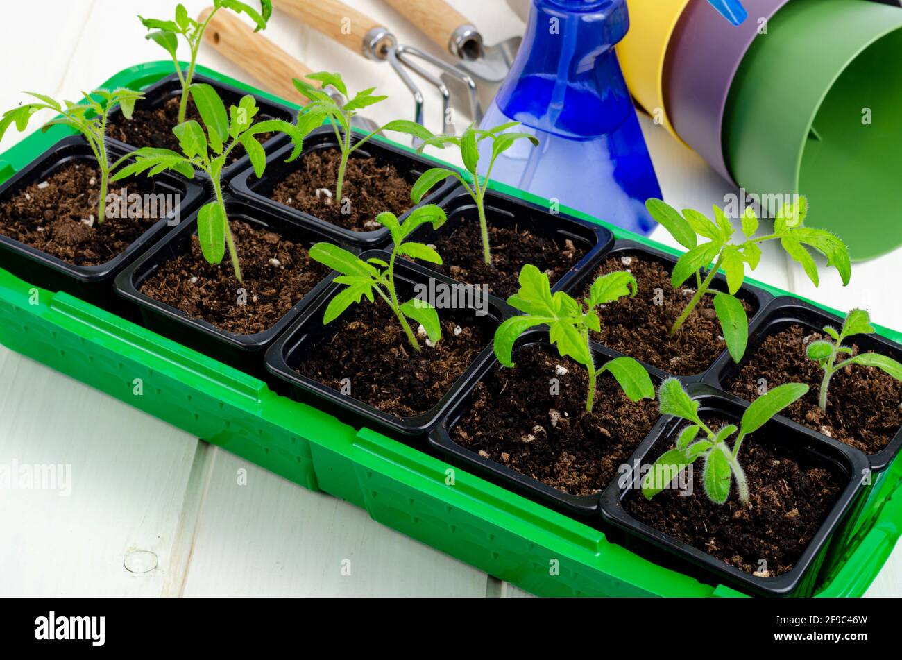 Spring growing vegetable seedlings in container, organic farming ...