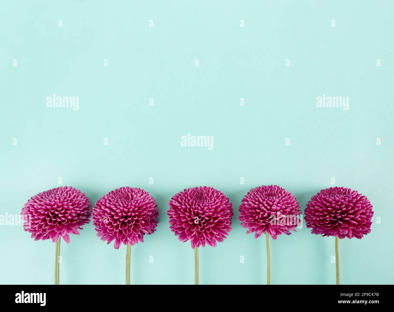 Tampa flowers hi-res stock photography and images - Alamy