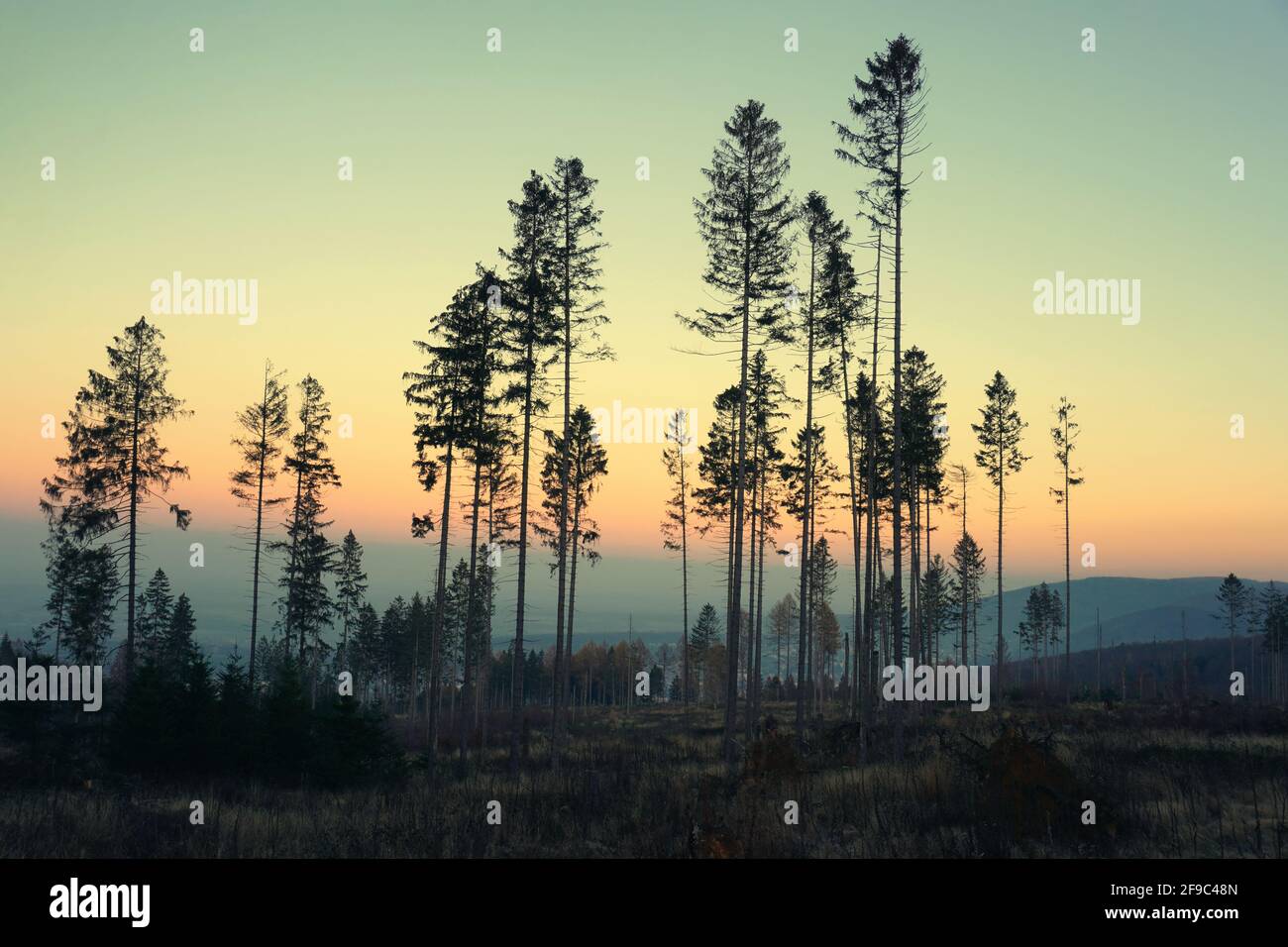 Dying trees hi-res stock photography and images - Alamy
