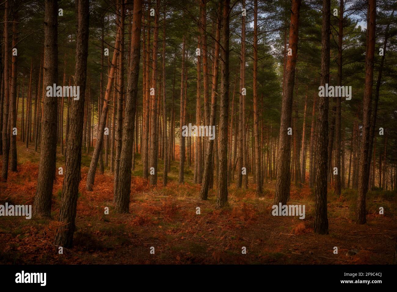 Pine trees on a moody fall landscape with red and orande colors Stock ...