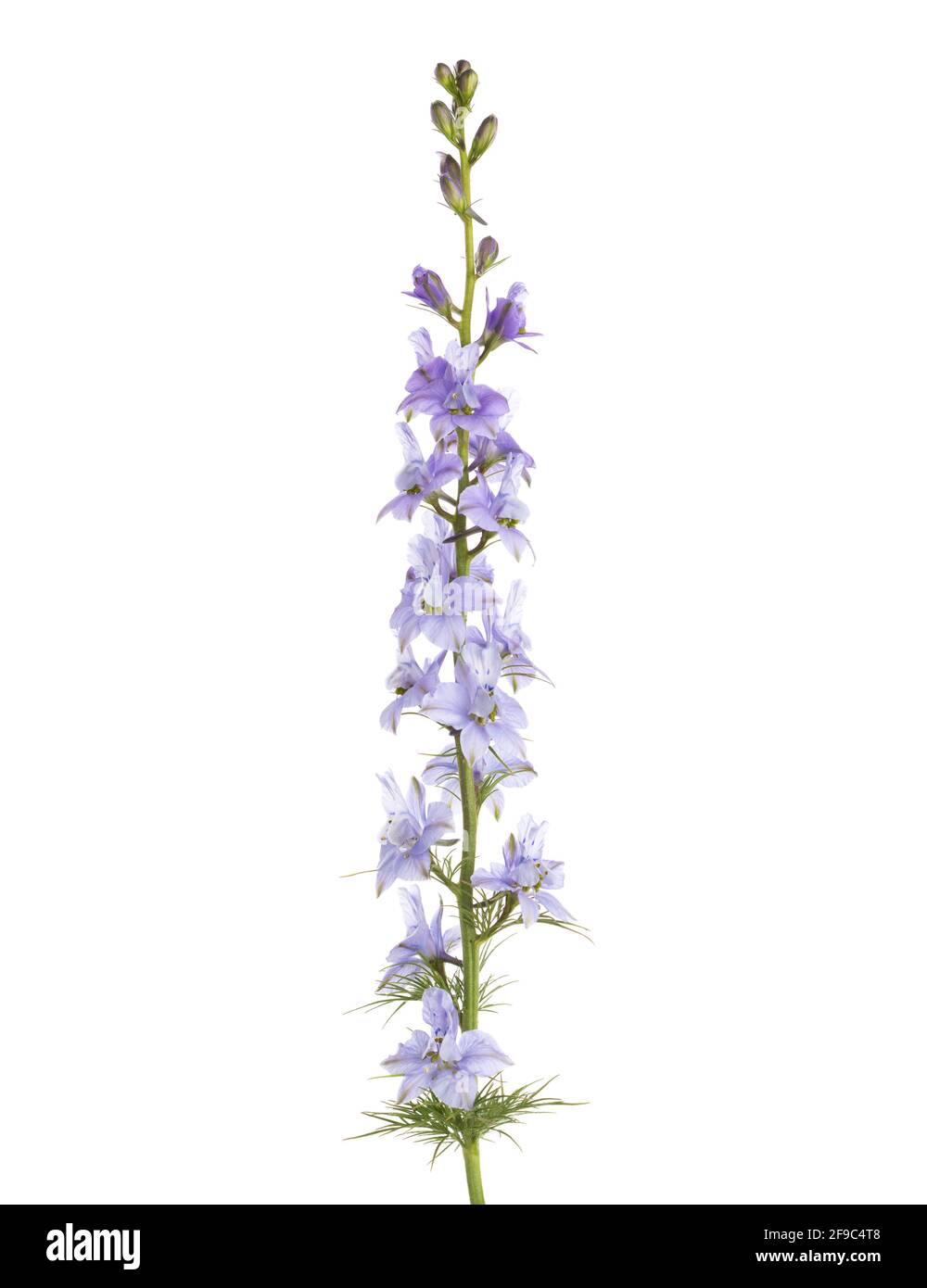 Light lilac flower of Delphinium isolated on white background Stock ...