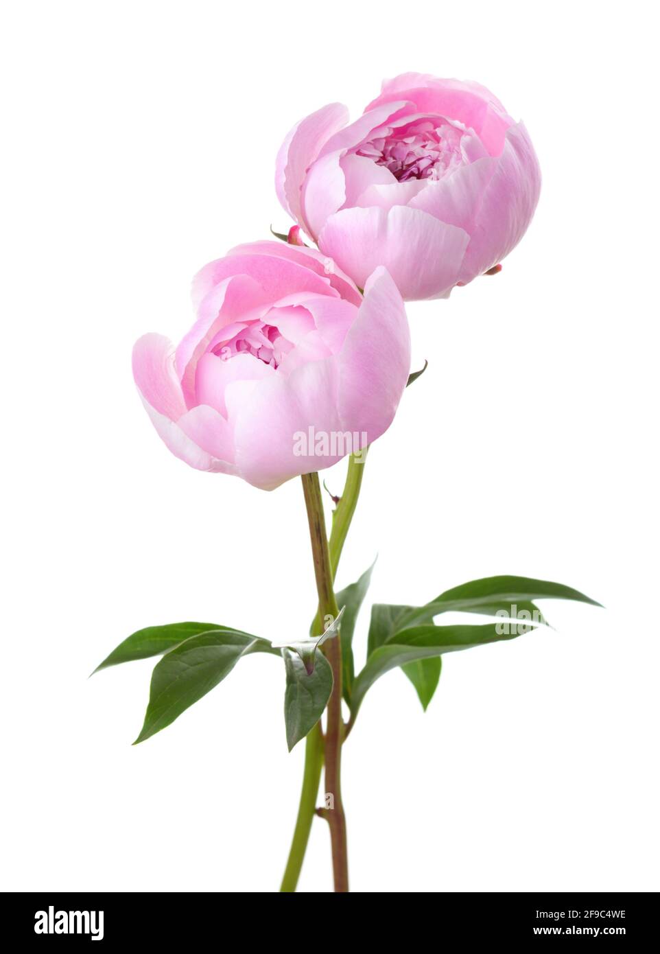 Two light pink peonies isolated on white background Stock Photo - Alamy