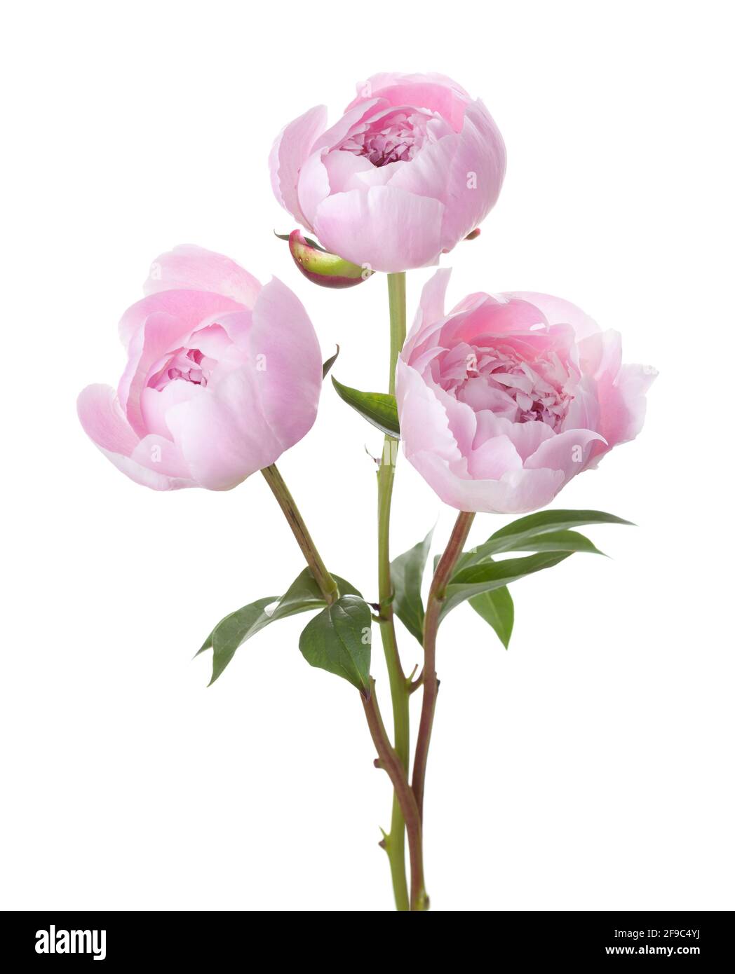 Three light pink peonies isolated on white background Stock Photo - Alamy