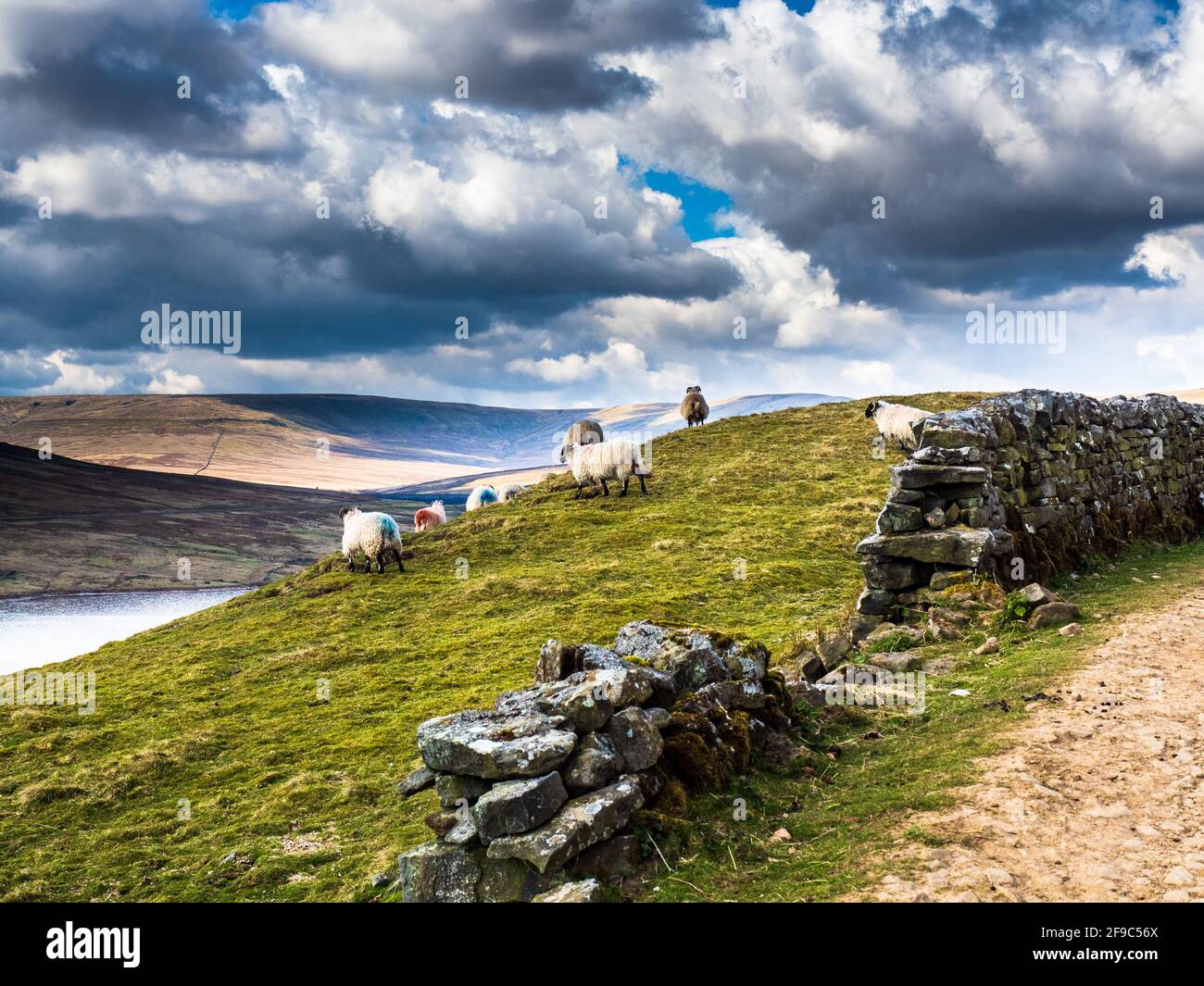 Scar House reservoir in the Yorkshire Dales, with sheep, mountains and ...