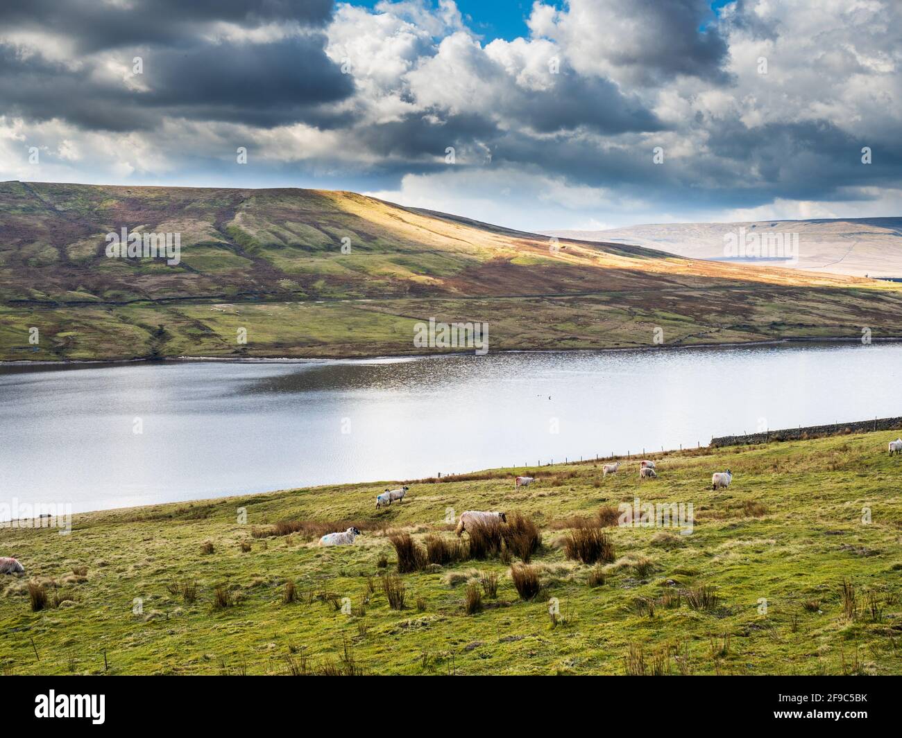 Scar House reservoir in the Yorkshire Dales, with sheep, mountains and ...