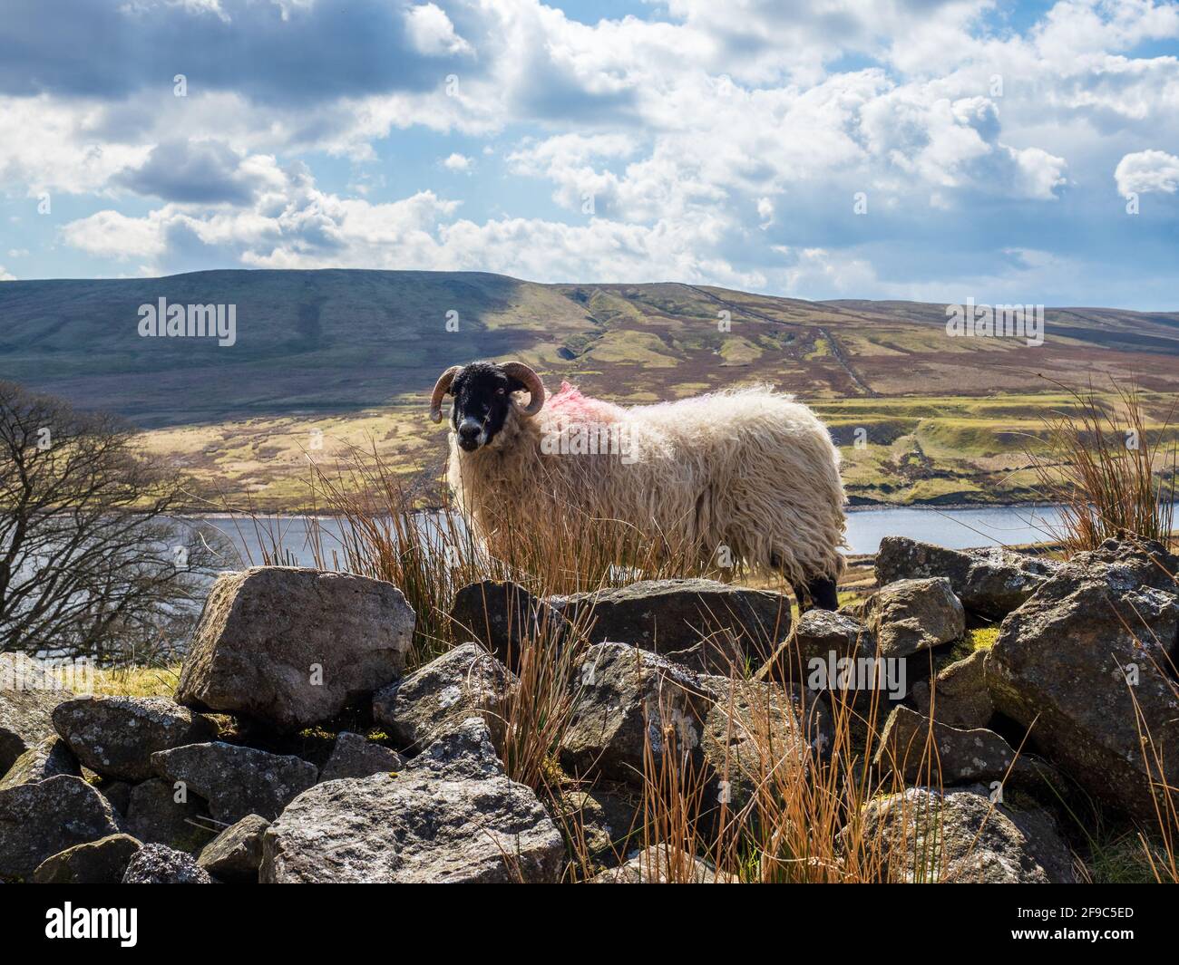 A solitary sheep poses on a ruined dry stone wall with a reservoir and ...