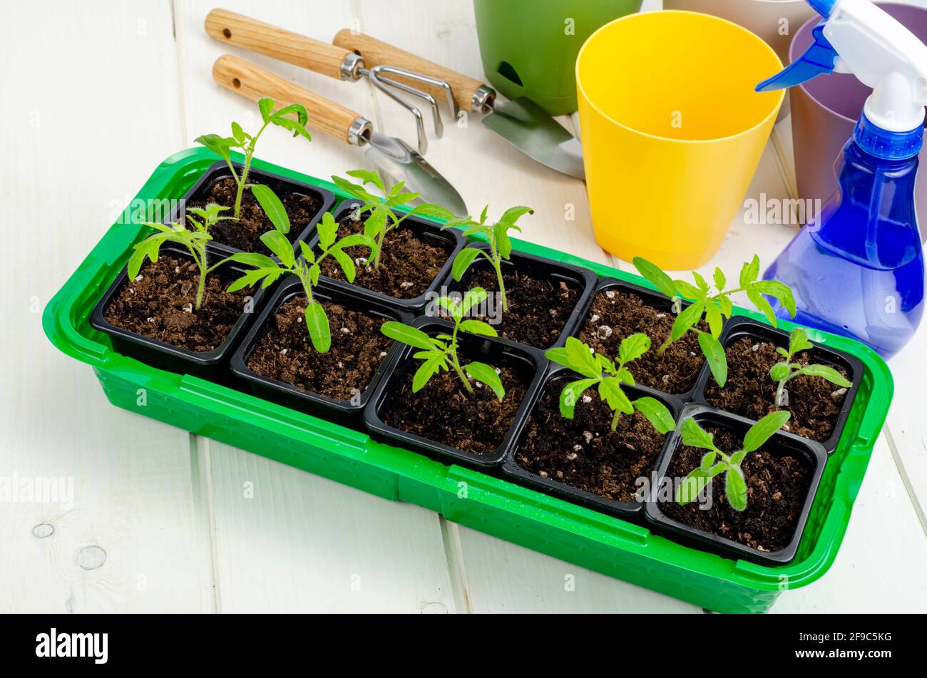 Spring growing vegetable seedlings in container, organic farming ...