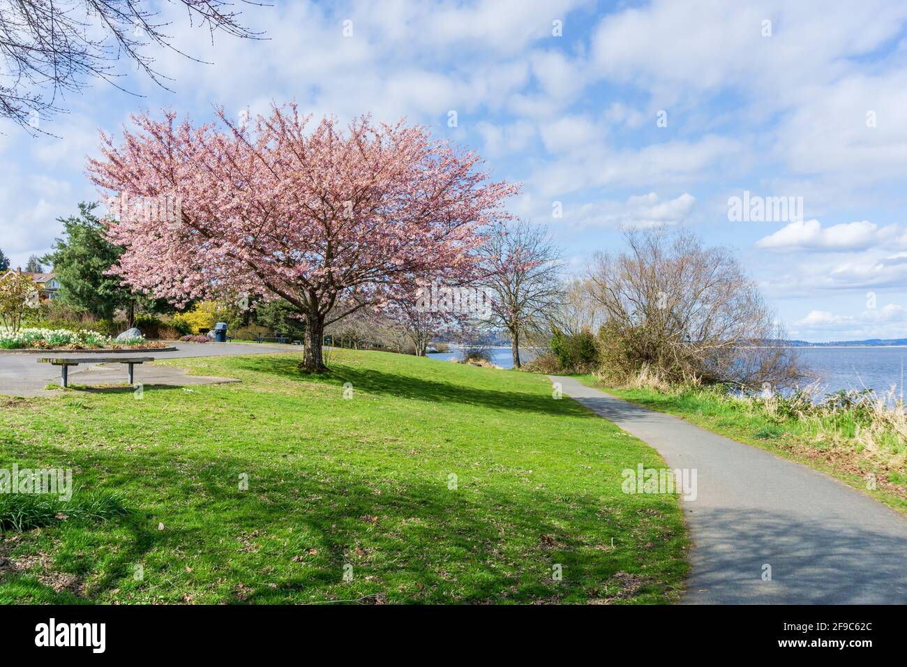 Spring flower bloom along the shoreline of Lake Washington in Seattle ...