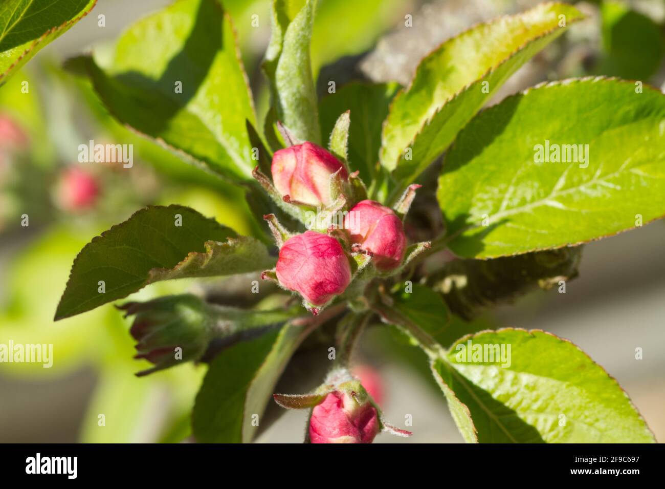 Buds on apple tree, Malus domestica, ready to blossom in spring UK ...