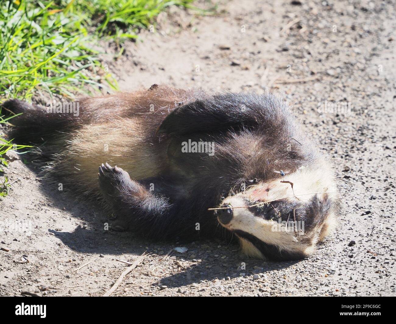 Deceased badger hi-res stock photography and images - Alamy