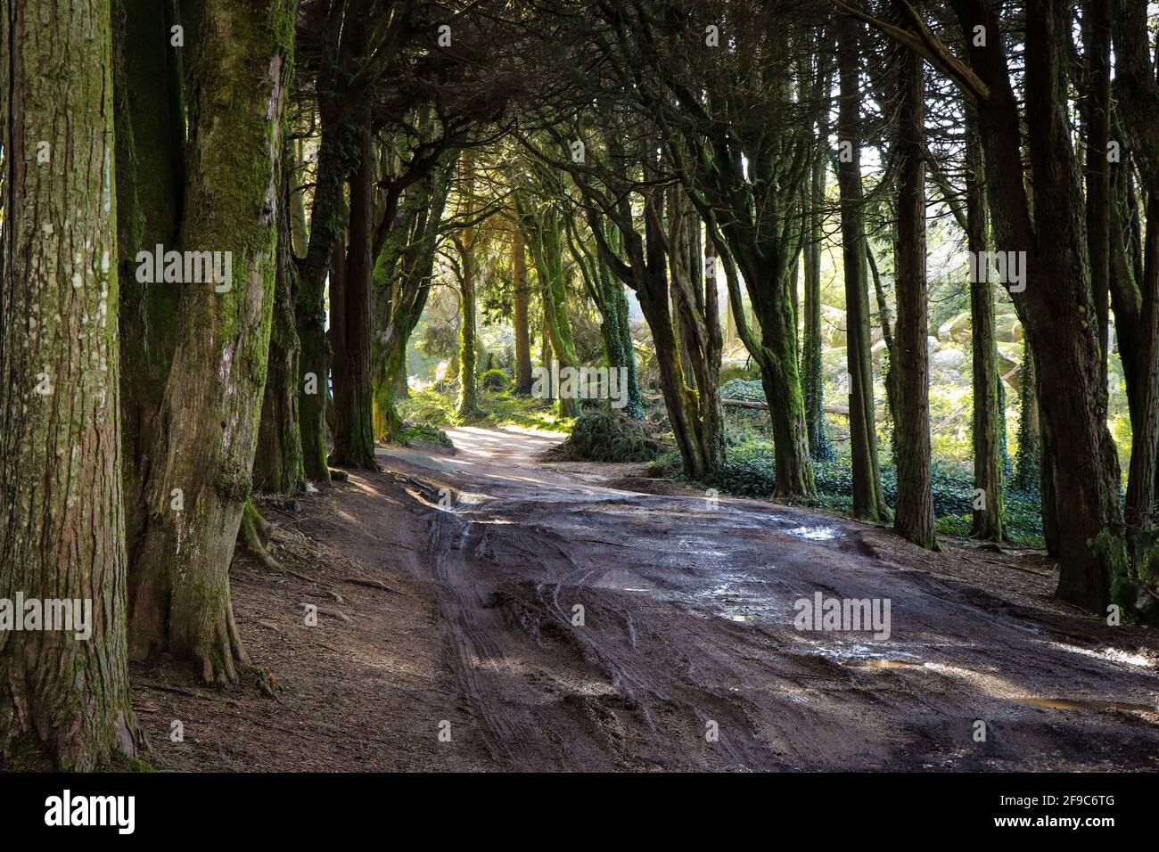 Forest path surrounded by arched tree branches. Magic wood Stock Photo ...