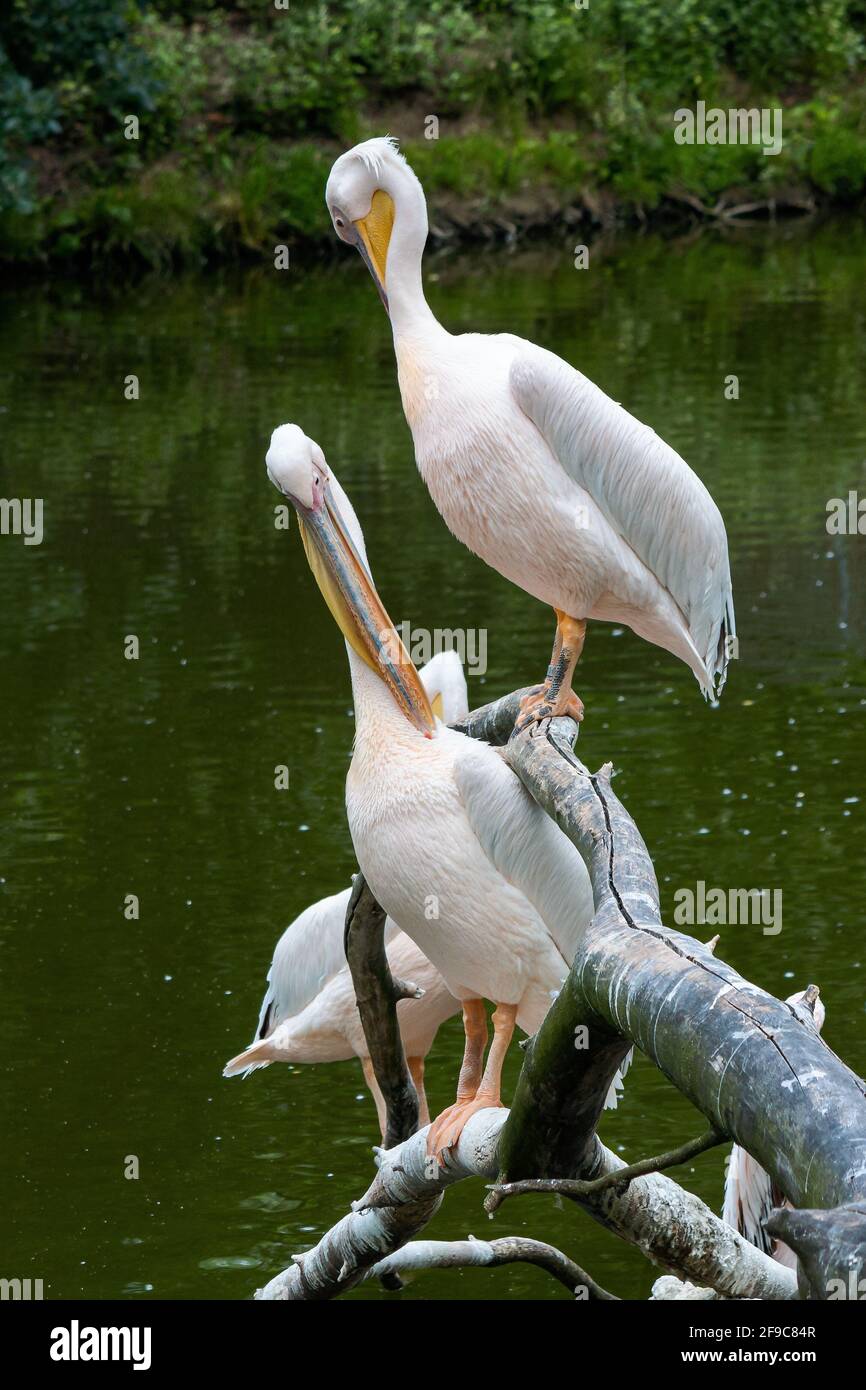 Birds cleaning hi-res stock photography and images - Alamy