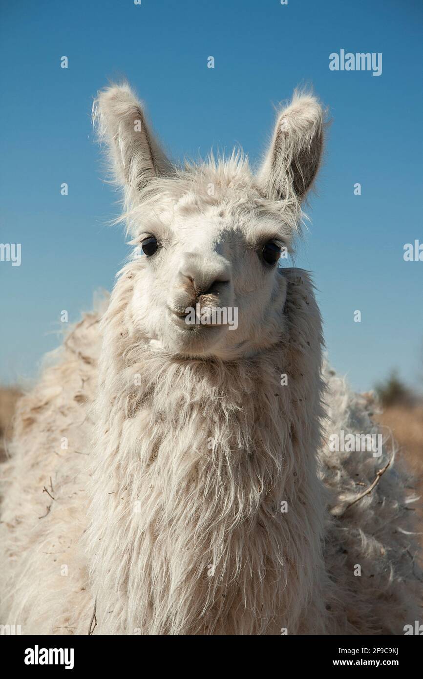 White alpaca standing hi-res stock photography and images - Alamy