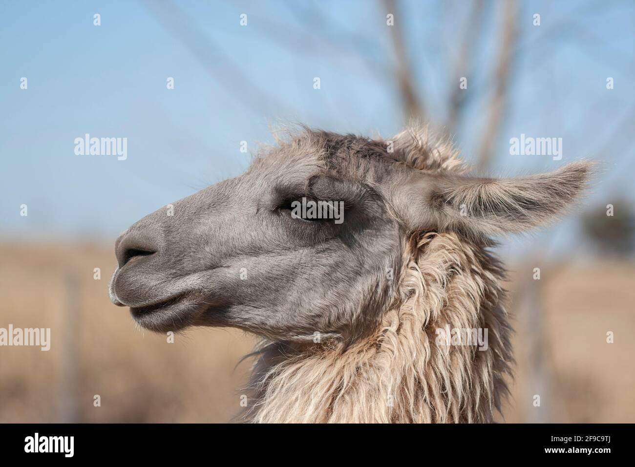 close up of a llama Stock Photo - Alamy