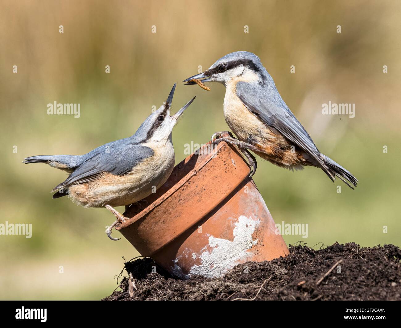 Uk 2021 female hi-res stock photography and images - Alamy