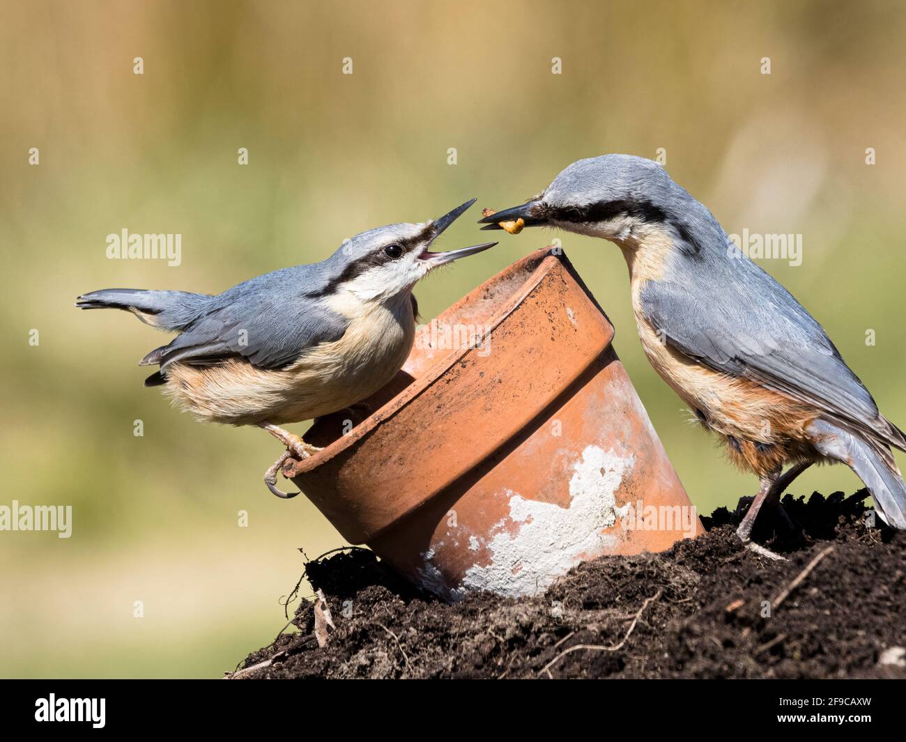 Male and female garden birds hi-res stock photography and images - Alamy