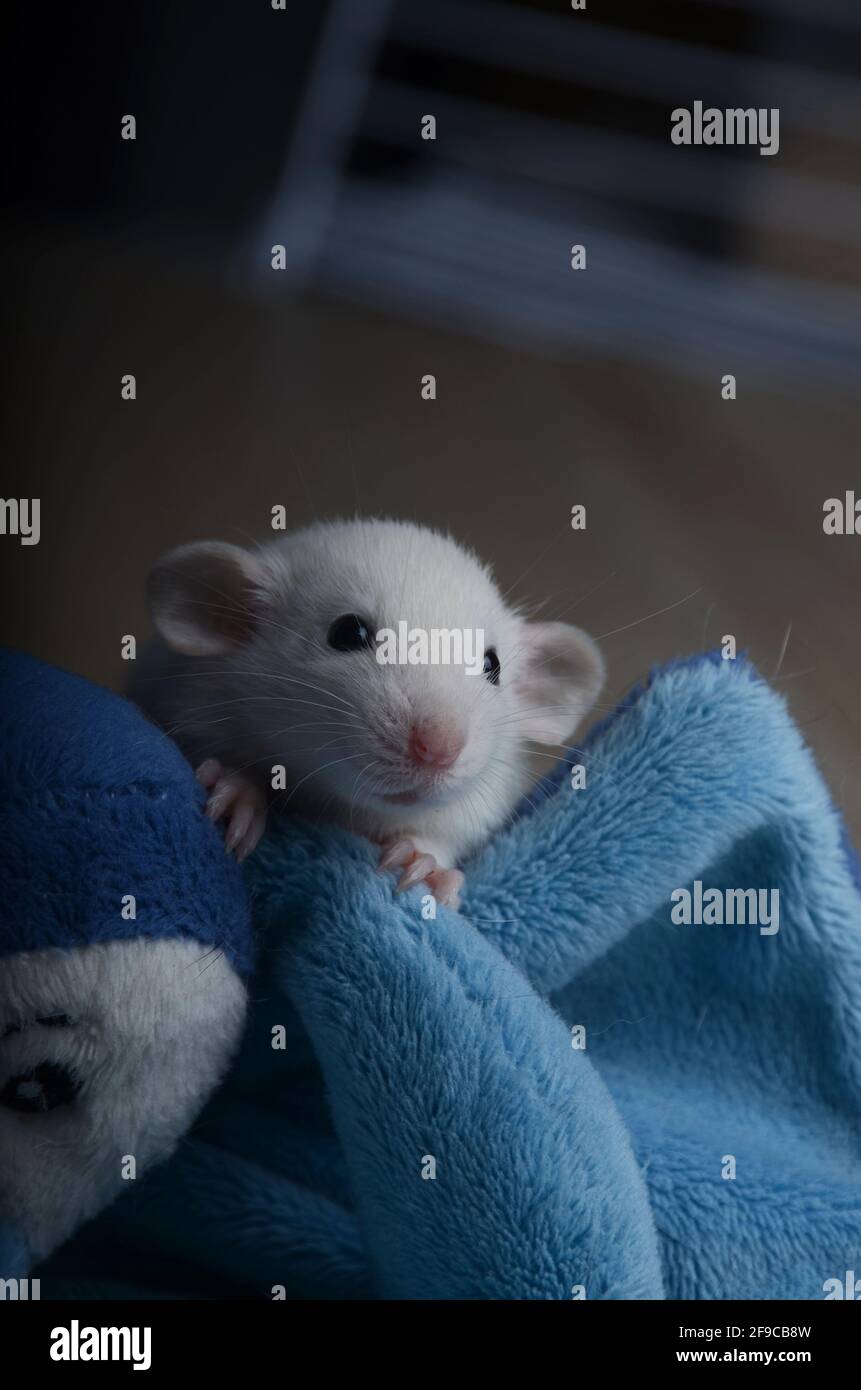 Little rats hi-res stock photography and images - Alamy