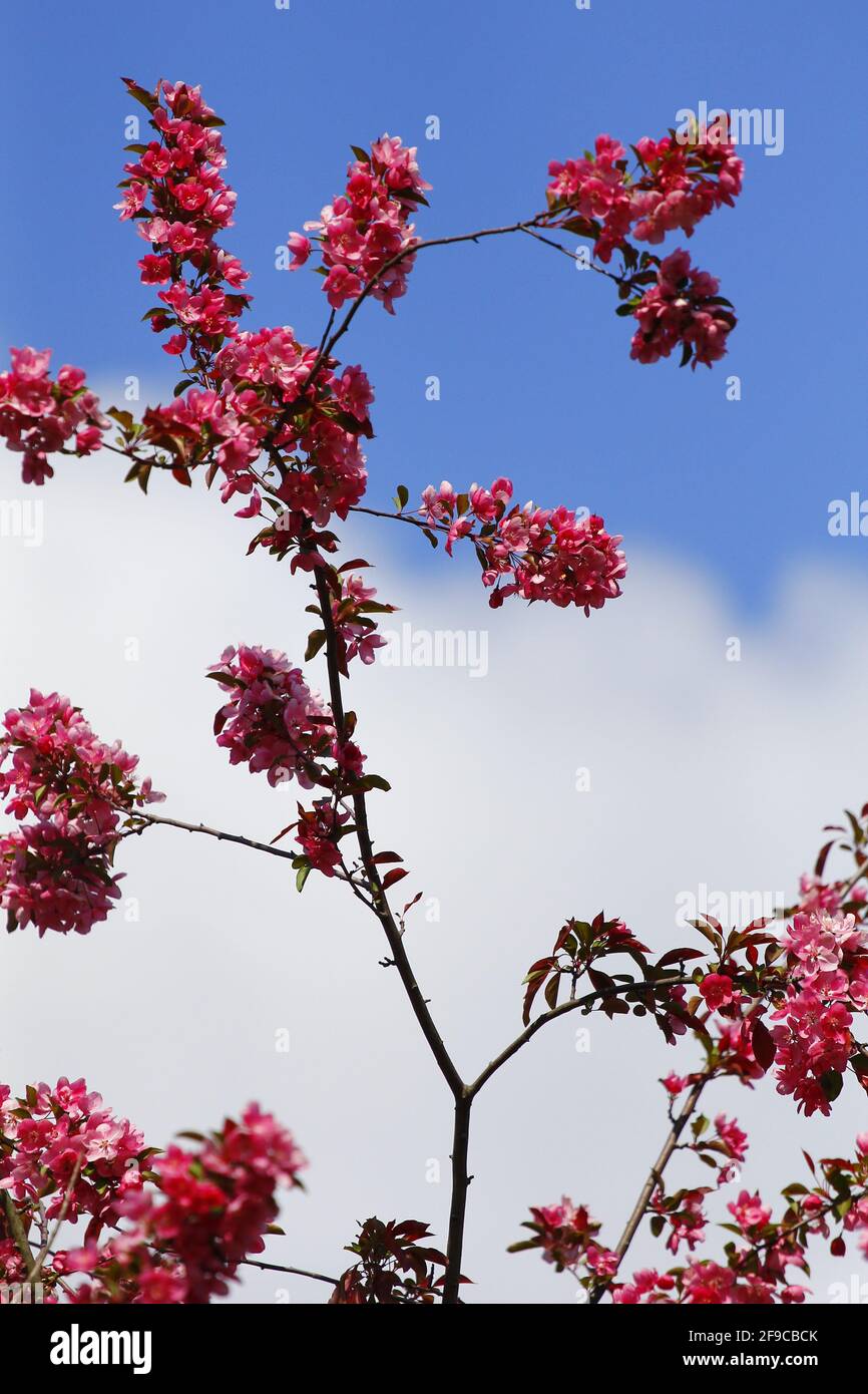 Crabapple Tree Flowers Stock Photo - Alamy