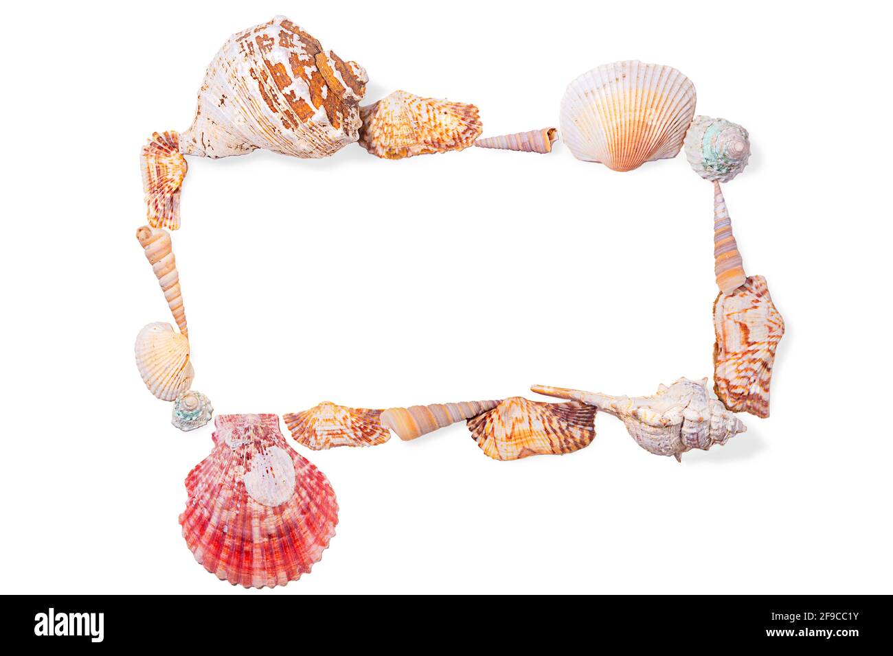 Rectangular frame from seashells, molluscs and seashells on white ...
