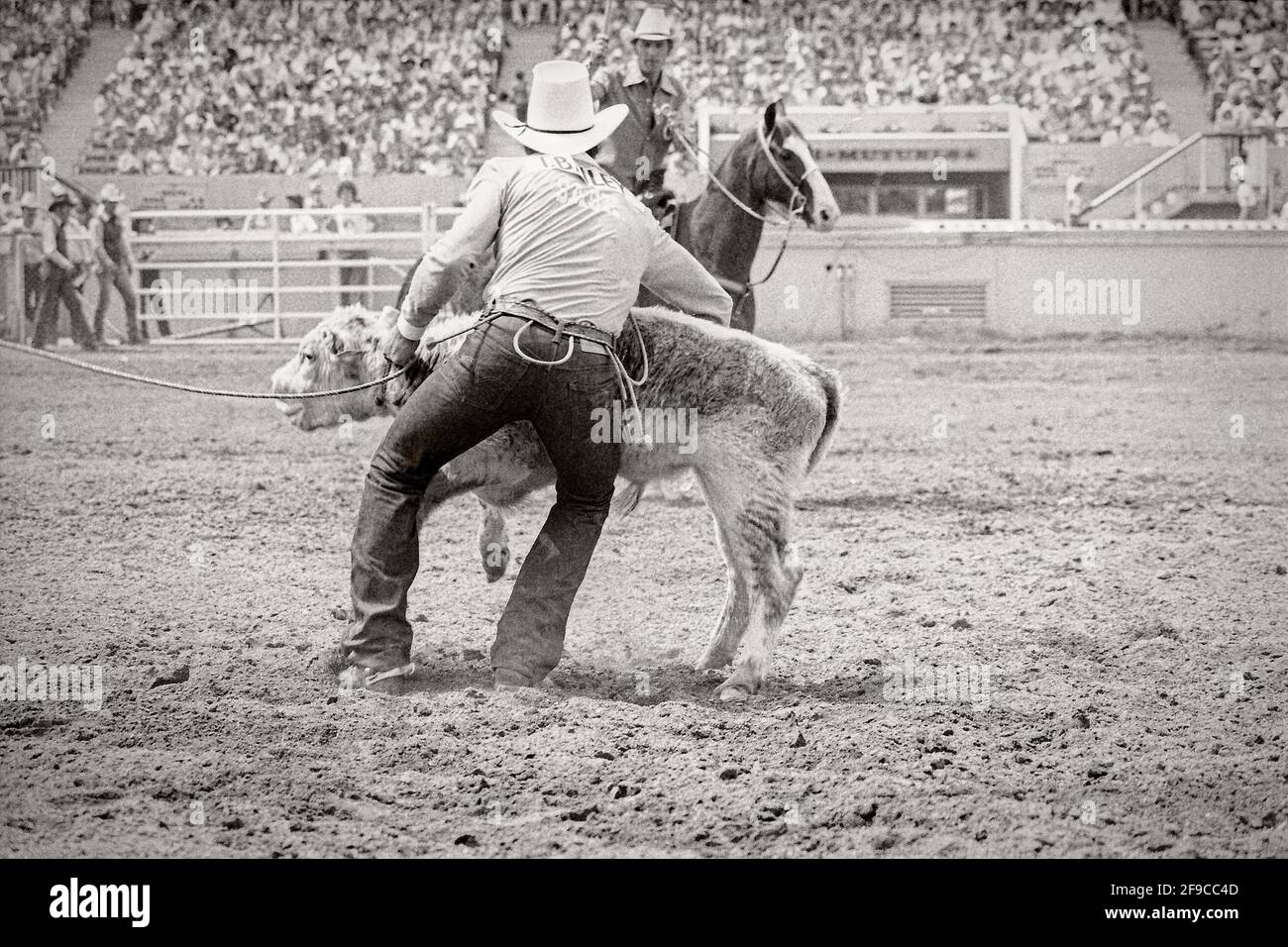 Calf roper at the Calgary Stampede Rodeo, Alberta Canada. circa 1980 ...