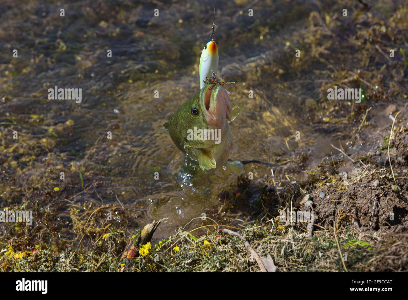 Sport fishing for Largemouth Bass in the wetland of La Sauceda ...