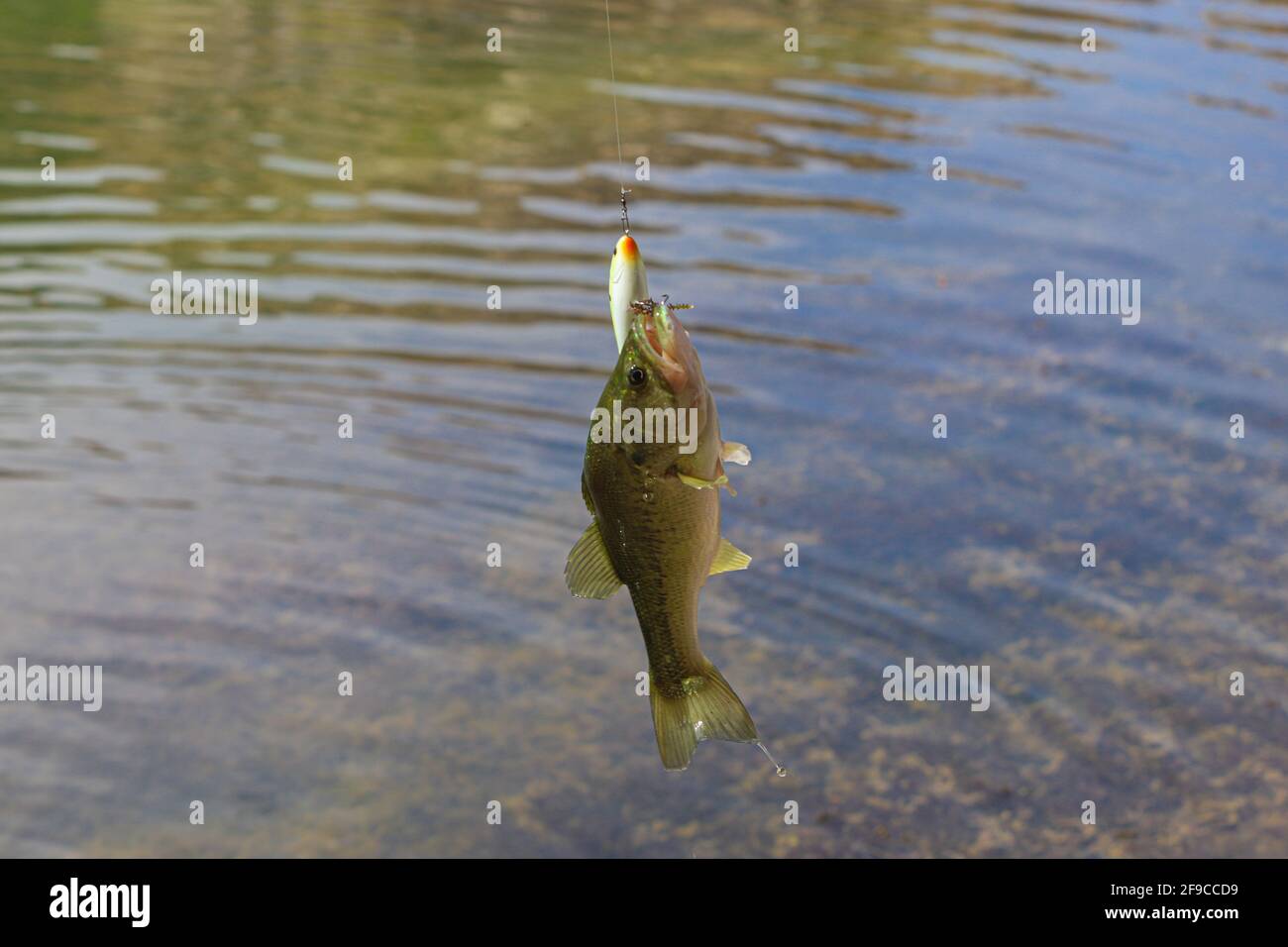 Sport fishing for Largemouth Bass in the wetland of La Sauceda ...