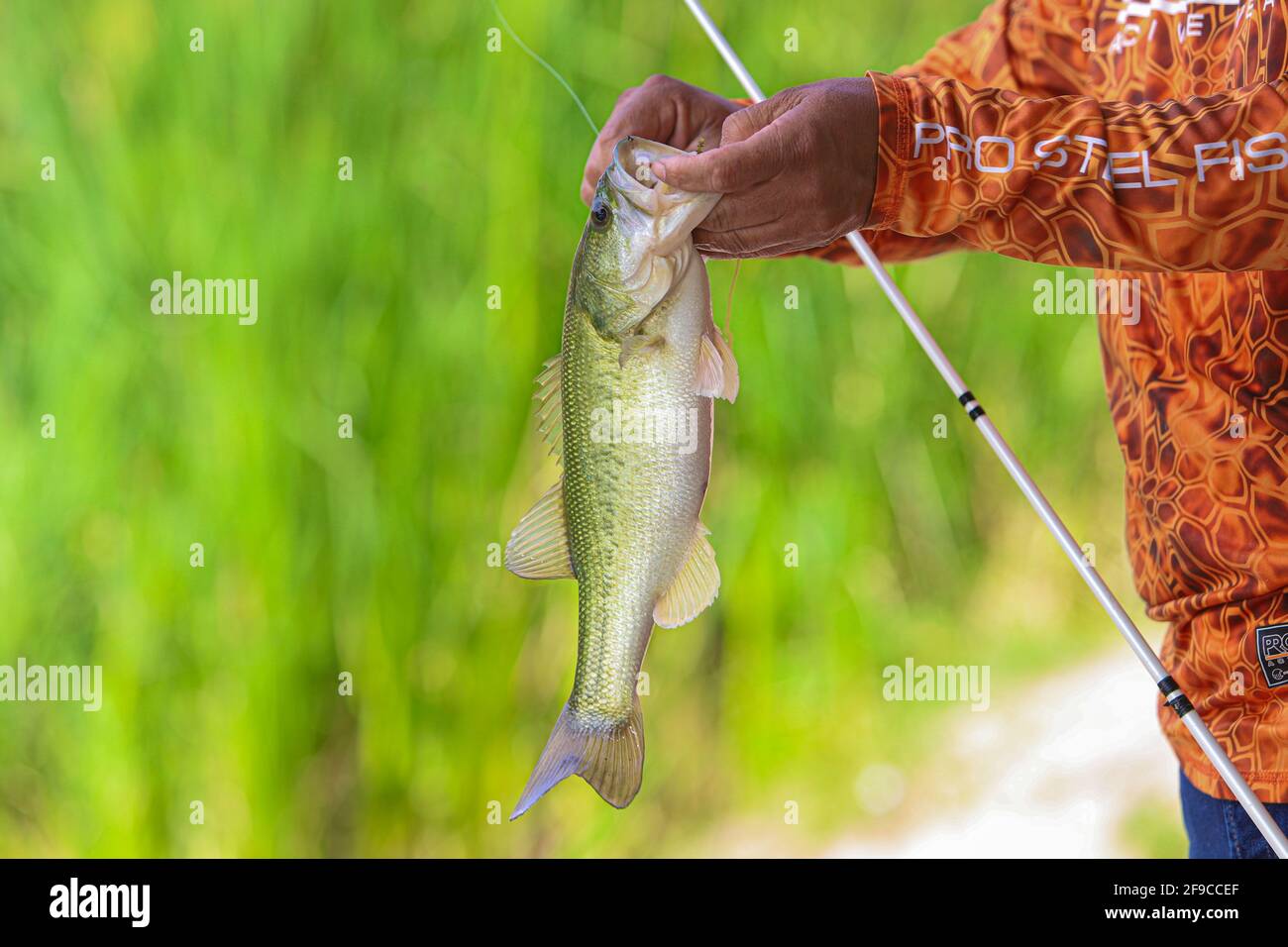 Sport fishing for Largemouth Bass in the wetland of La Sauceda ...