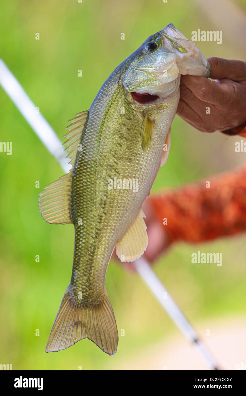 Sport fishing for Largemouth Bass in the wetland of La Sauceda ...