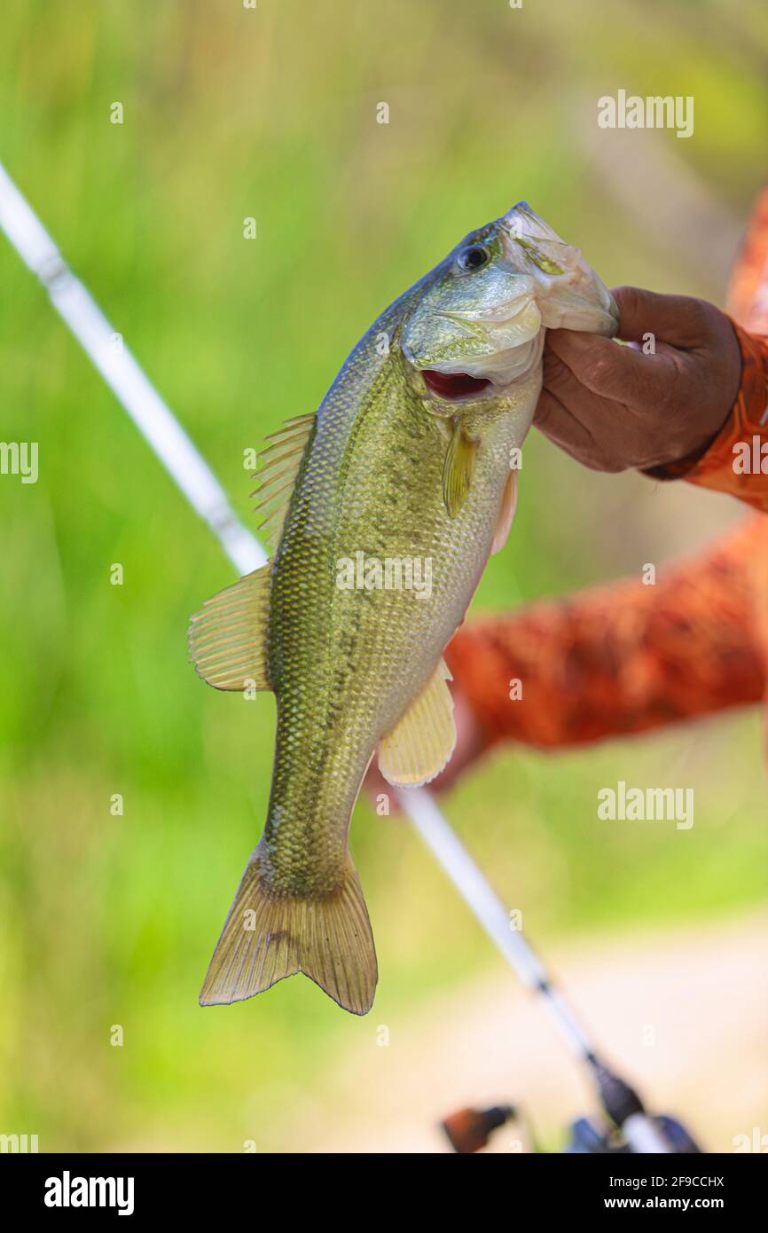 Sport fishing for Largemouth Bass in the wetland of La Sauceda ...