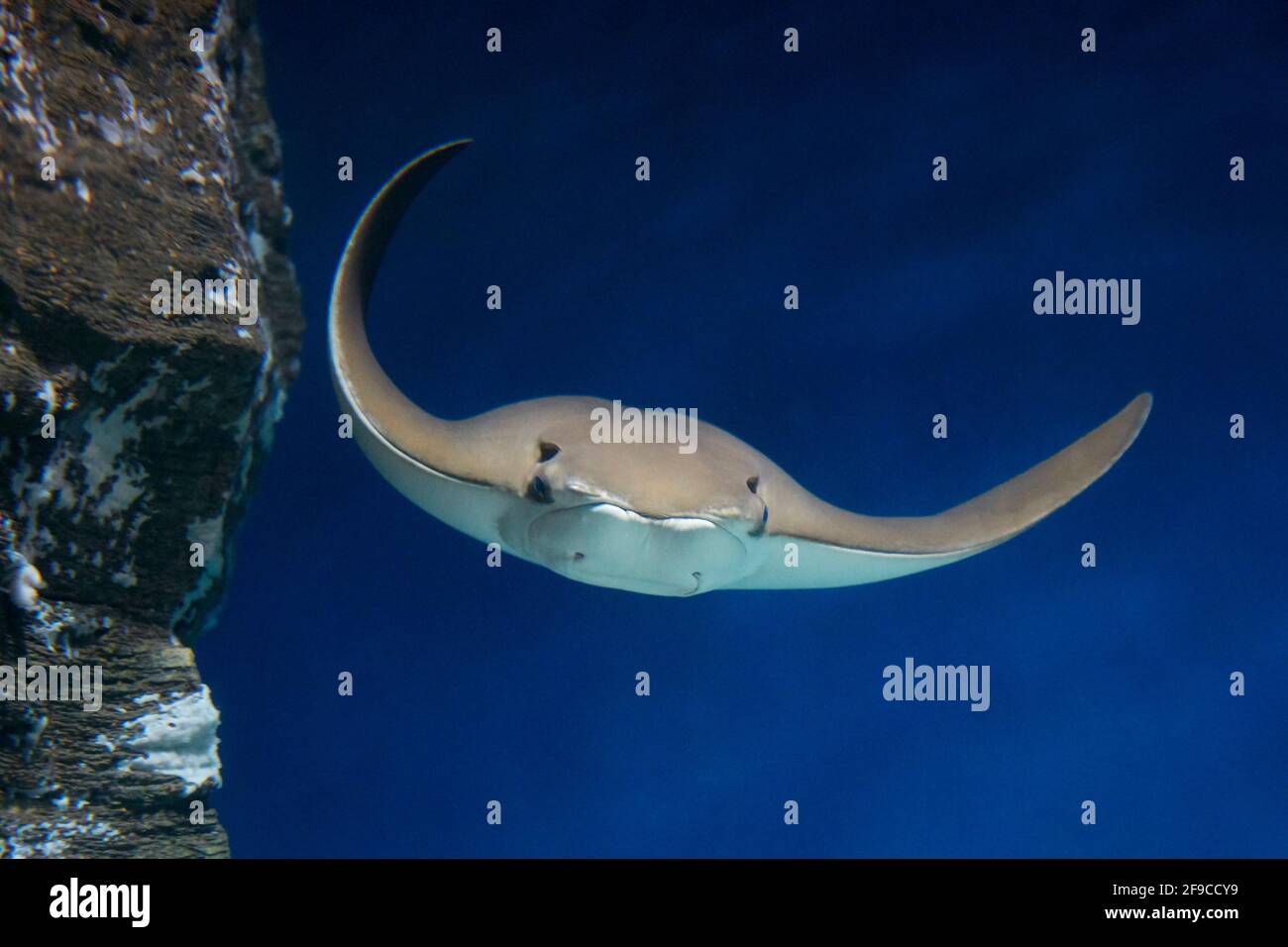 The cownose ray (Rhinoptera bonasus) swims towards camera in aquarium ...