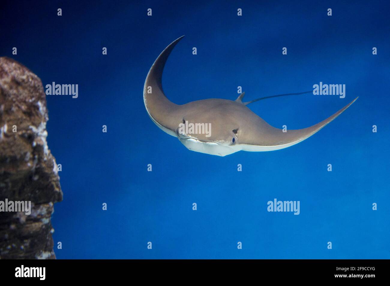 The cownose ray (Rhinoptera bonasus) swims towards camera in aquarium ...